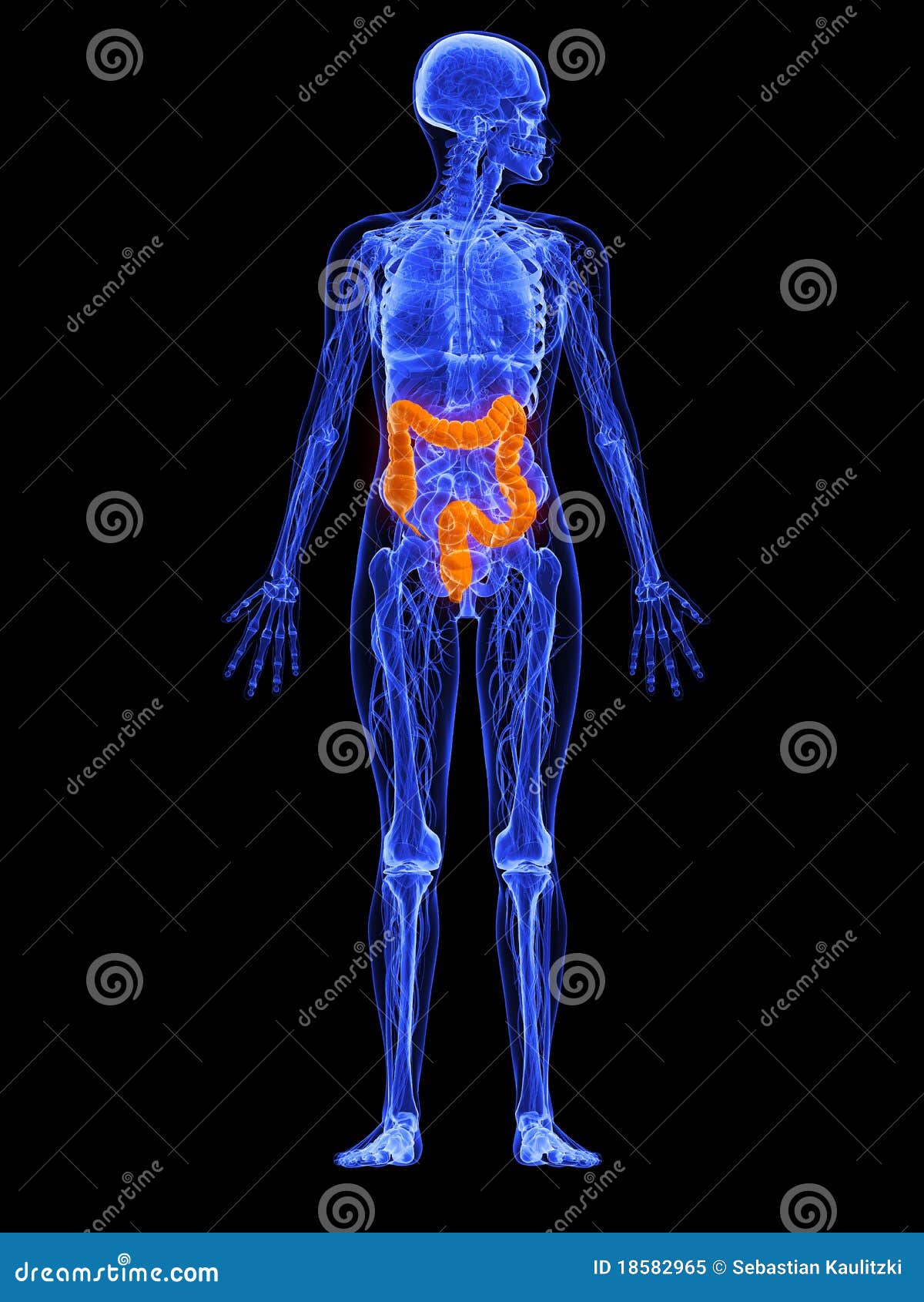 Female anatomy - colon stock illustration. Illustration of orange ...