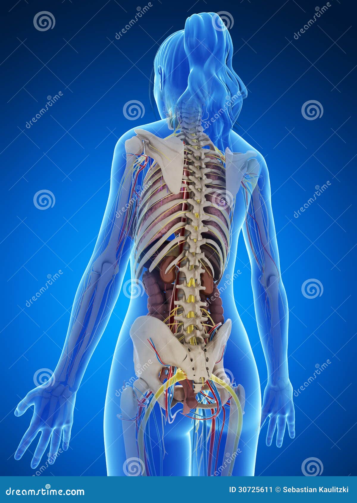 Female Anatomy Stock Illustration Illustration Of Hepatic Female ...