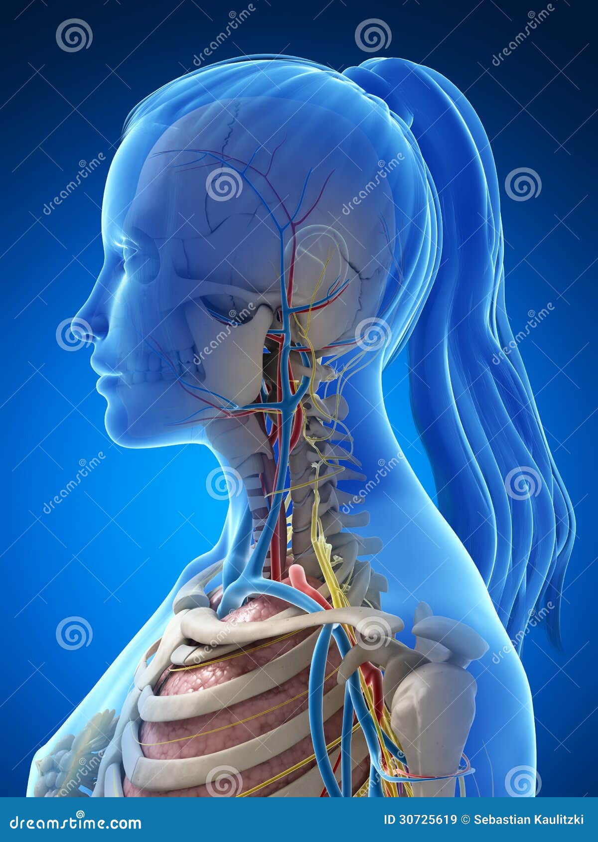 Female Anatomy Royalty Free Stock Images - Image: 30725619