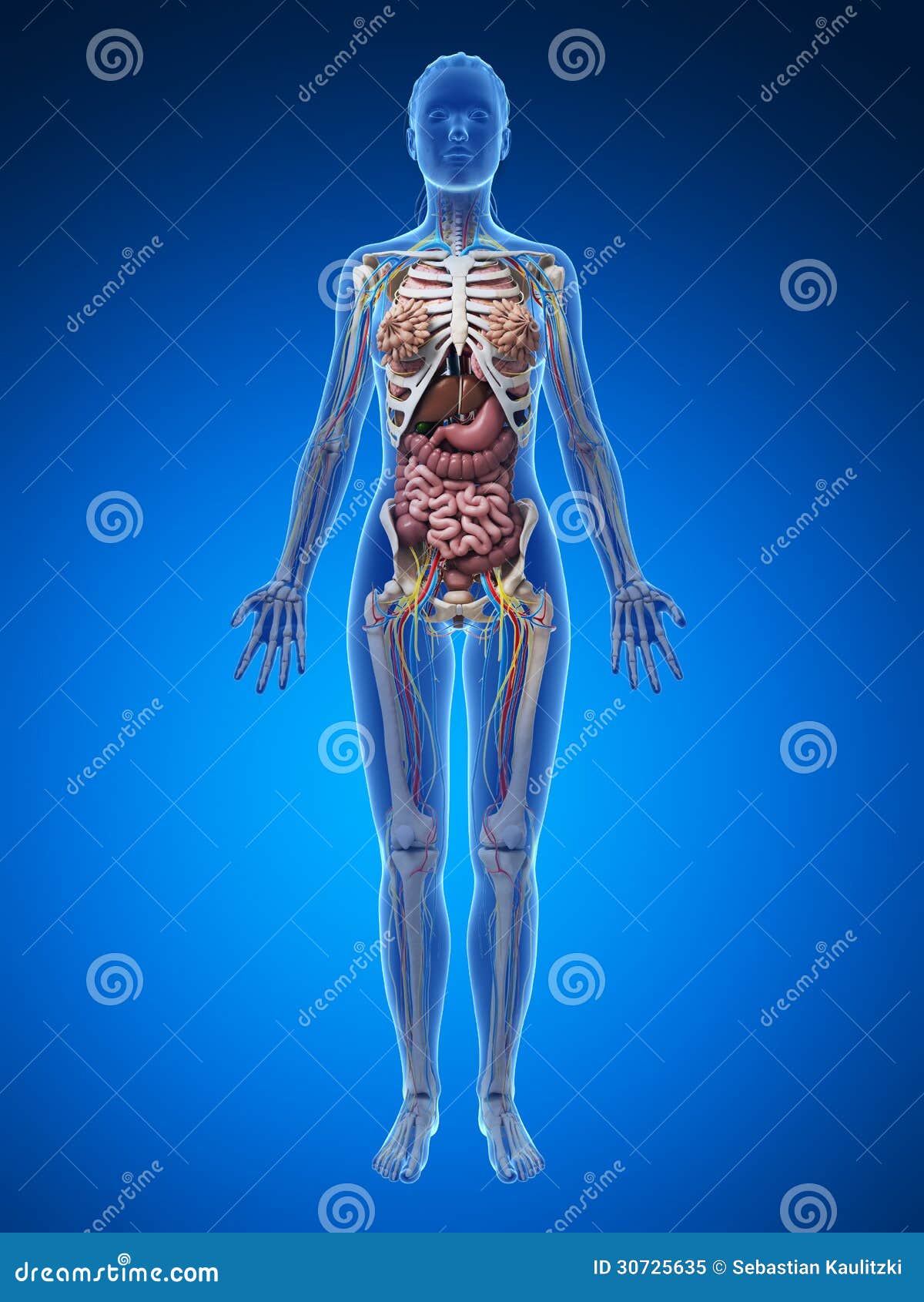 Female anatomy stock illustration. Illustration of bones - 30725635