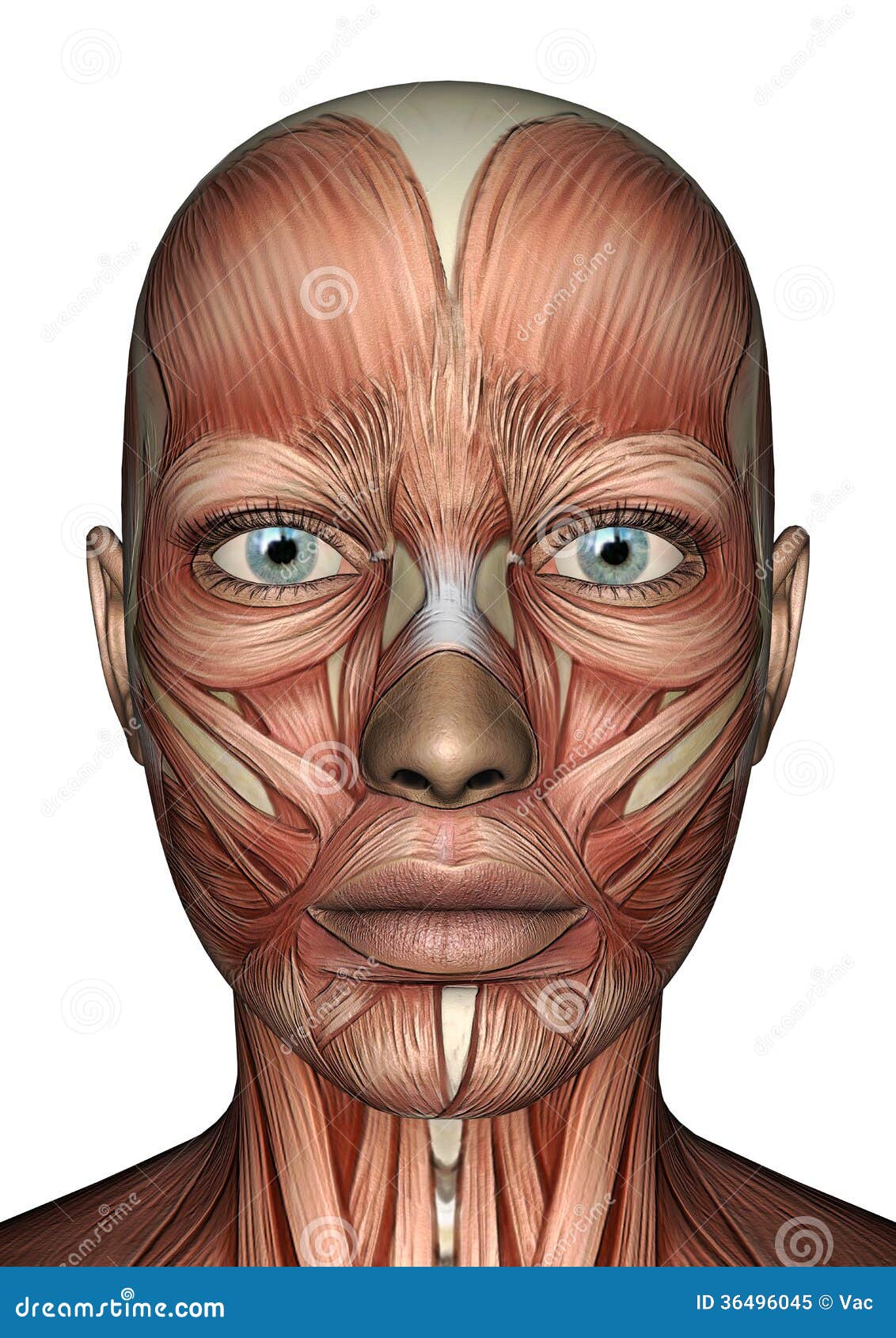 Face Muscle Map Stock Illustrations – 42 Face Muscle Map Stock ...