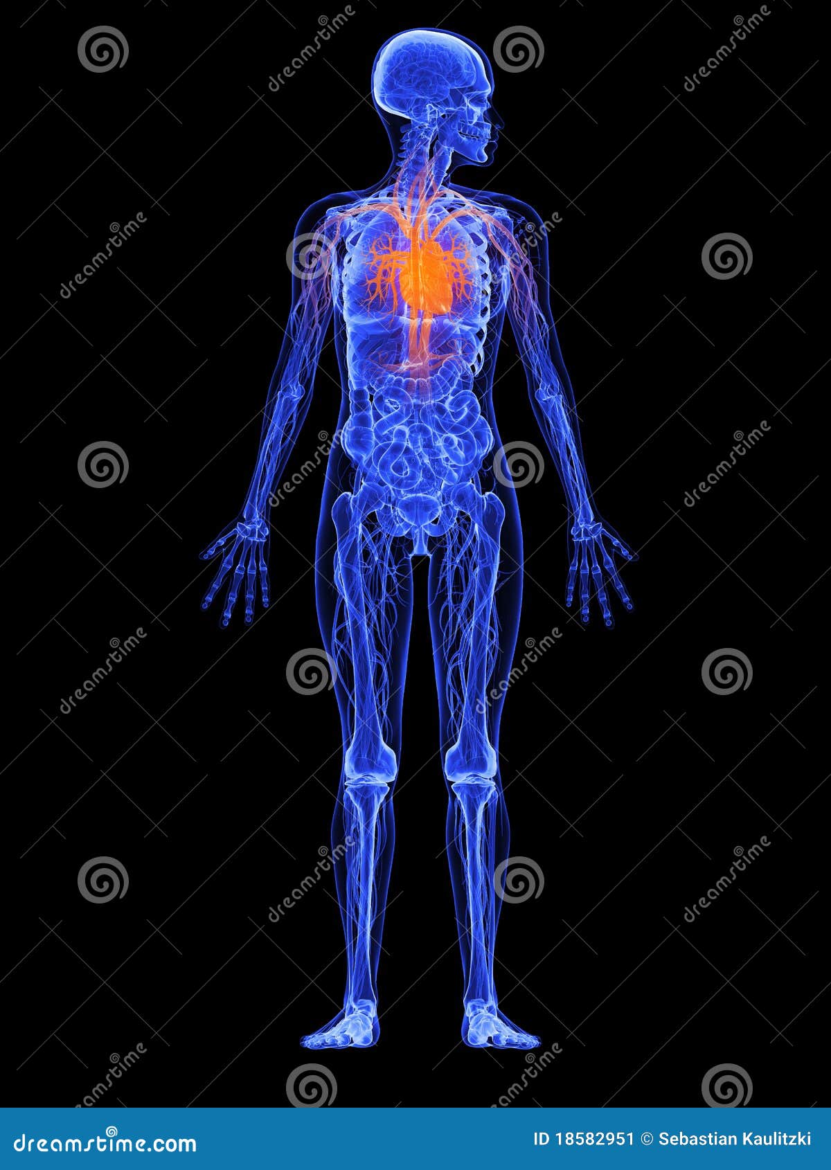 Female anatomy - heart stock illustration. Illustration of arthritis ...
