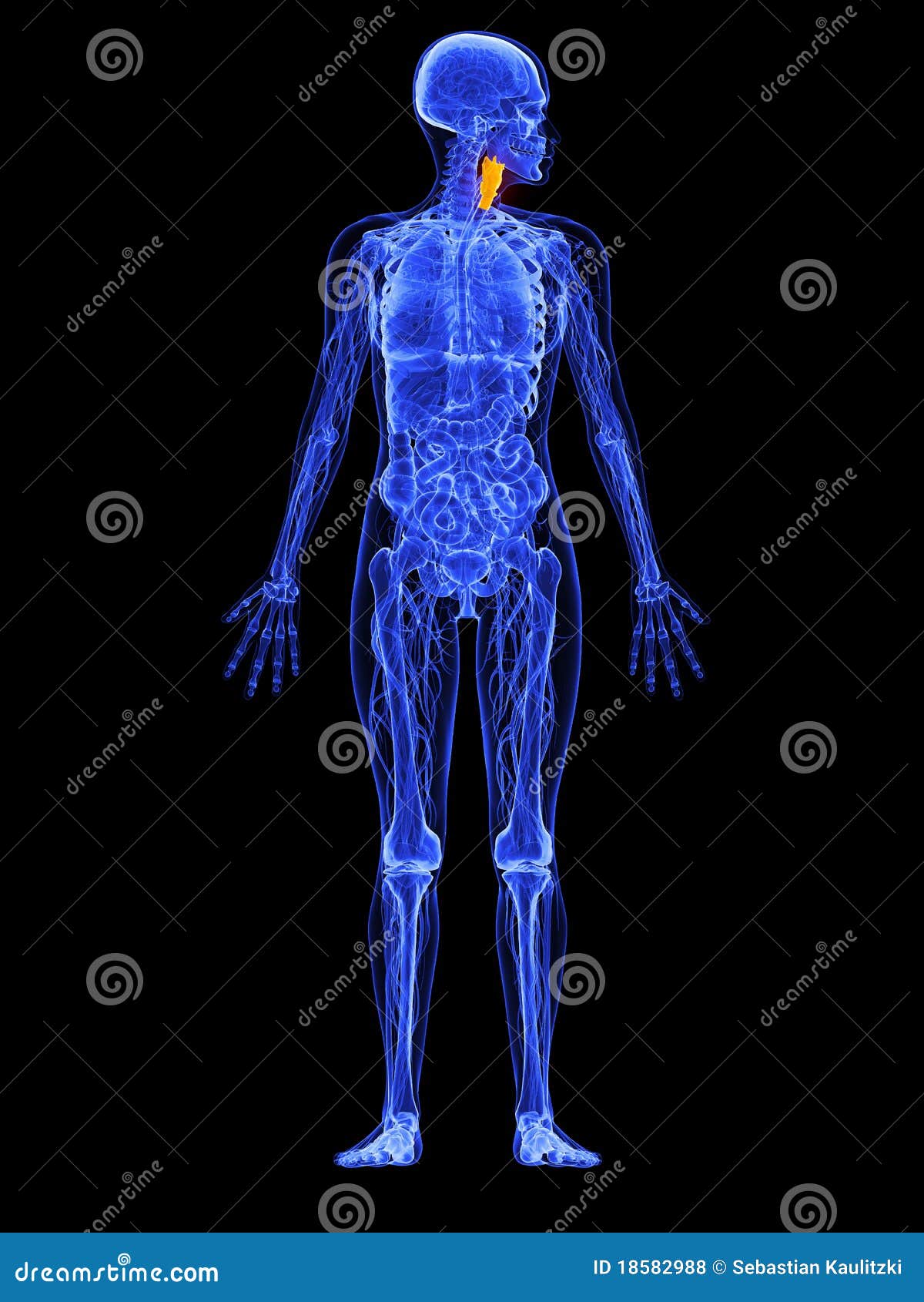 Female anatomy - larynx stock illustration. Illustration of female ...