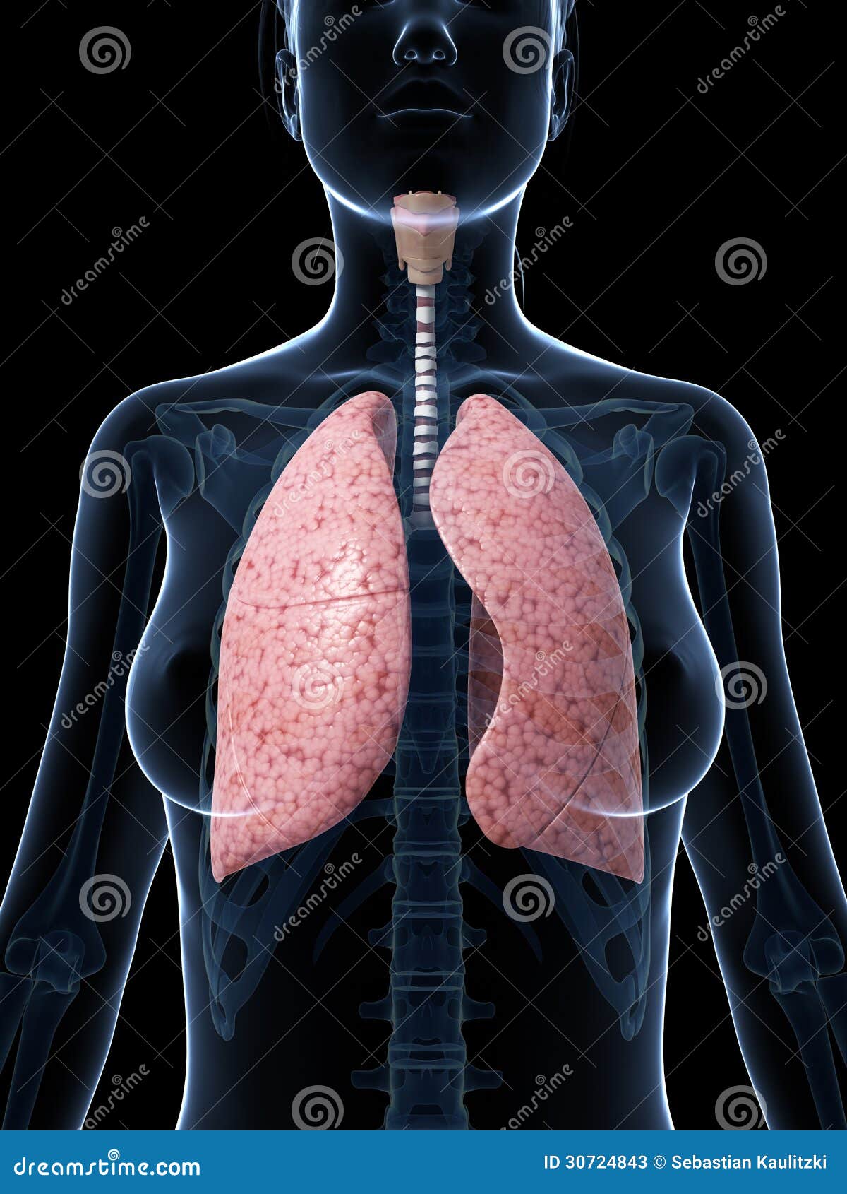 Female anatomy - lung stock illustration. Illustration of female - 30724843
