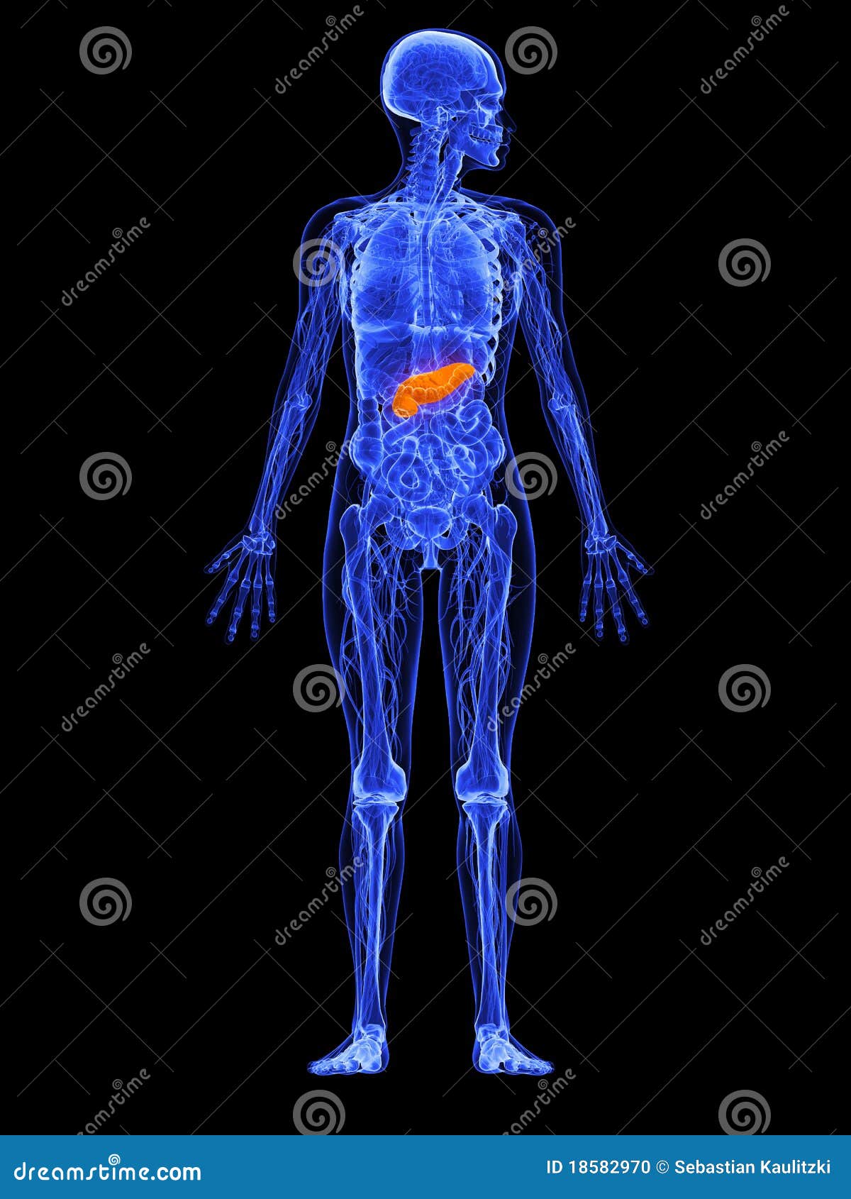 Anatomy Of The Pancreas. Location Of The Pancreas In The Human Body ...
