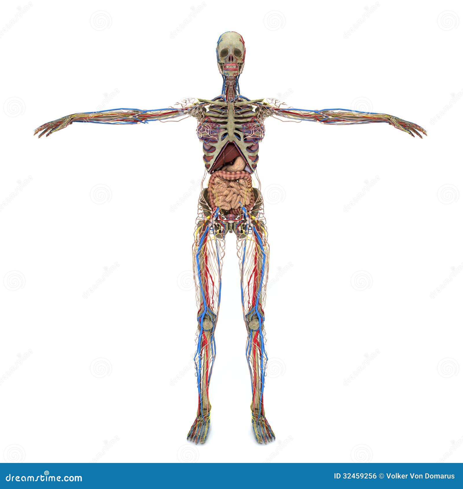 Female Anatomy stock illustration. Illustration of science - 32459256