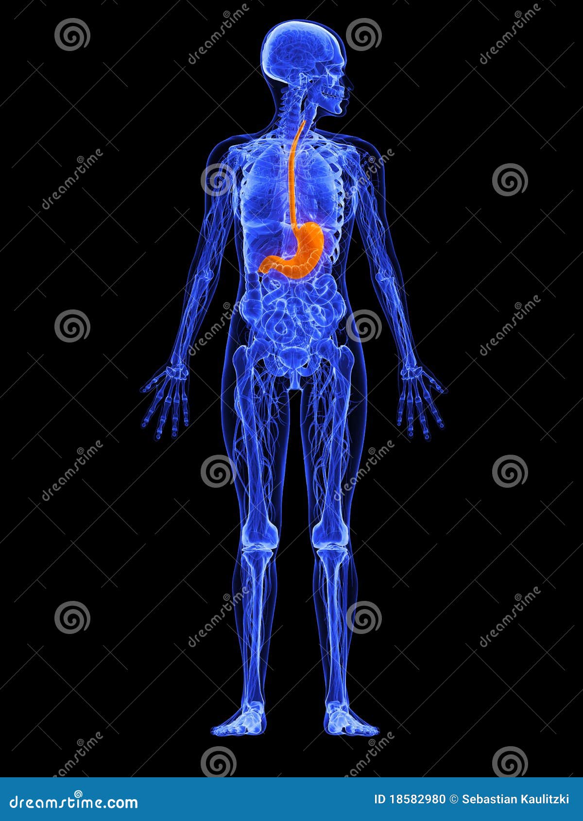 Female anatomy - stomach stock illustration. Illustration of health ...