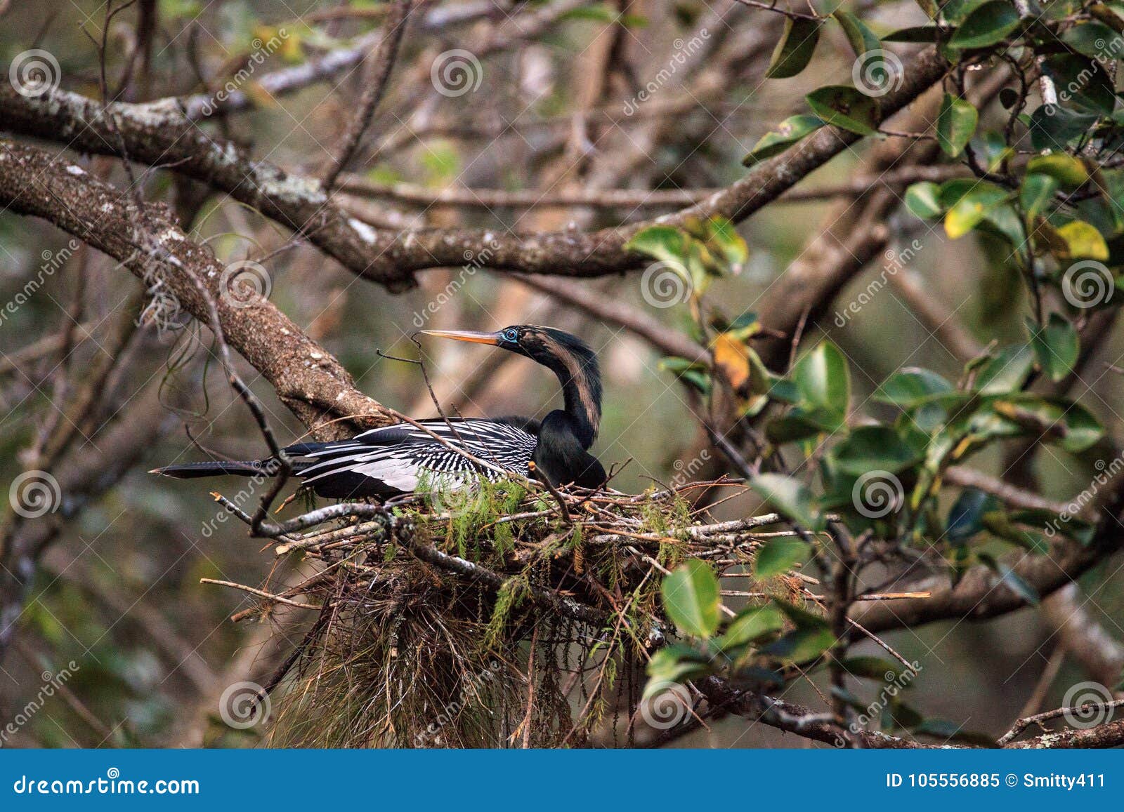 Female Anhinga Bird Called Anhinga Anhinga Makes a Nest Stock Image ... Female Anhinga Bird Called Anhinga Anhinga Makes a Nest Stock Image ...