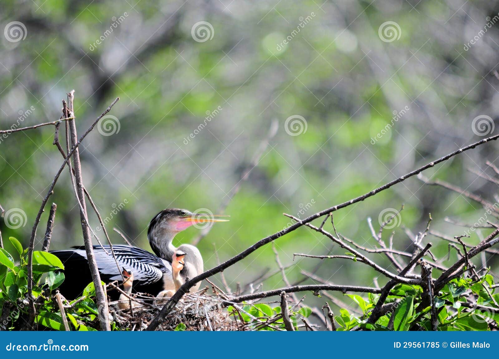 Female Anhinga & Chicks in Nest Stock Image - Image of feathers, wild ...