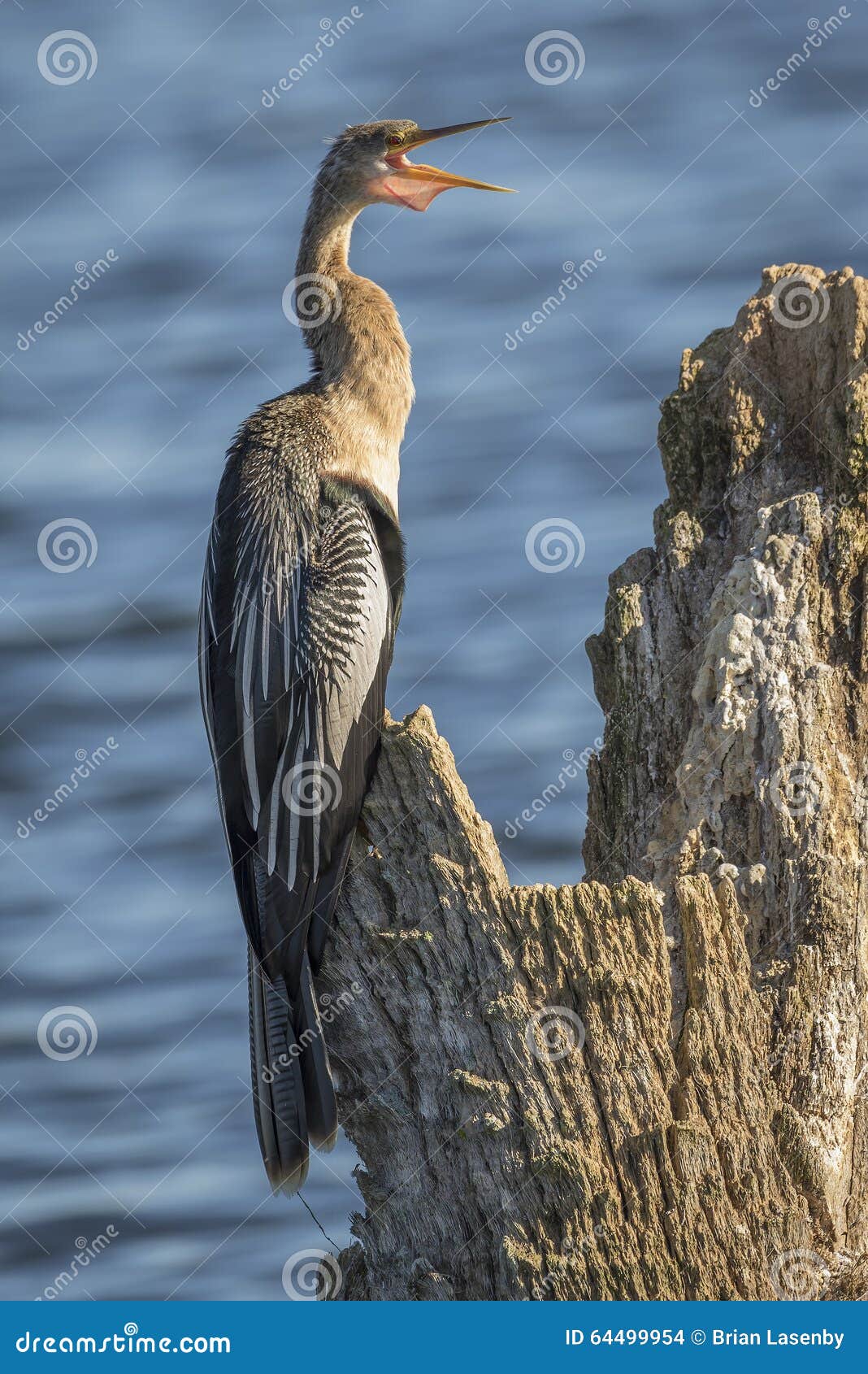 Female Anhinga with Its Gular Pouch Extended Stock Photo - Image of ...