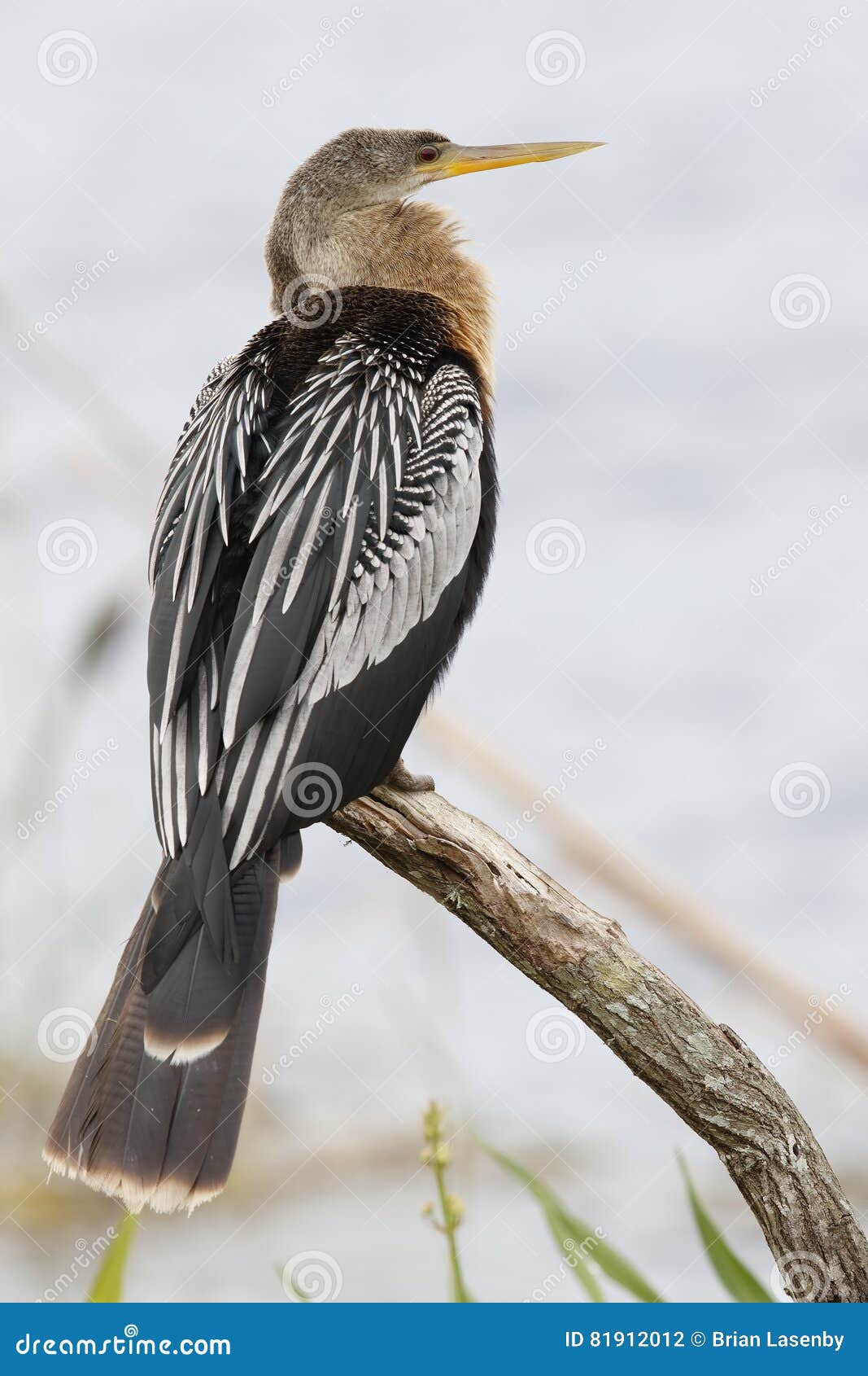 Female Anhinga Perched on a Branch - Melbourne, Florida Stock Photo ...