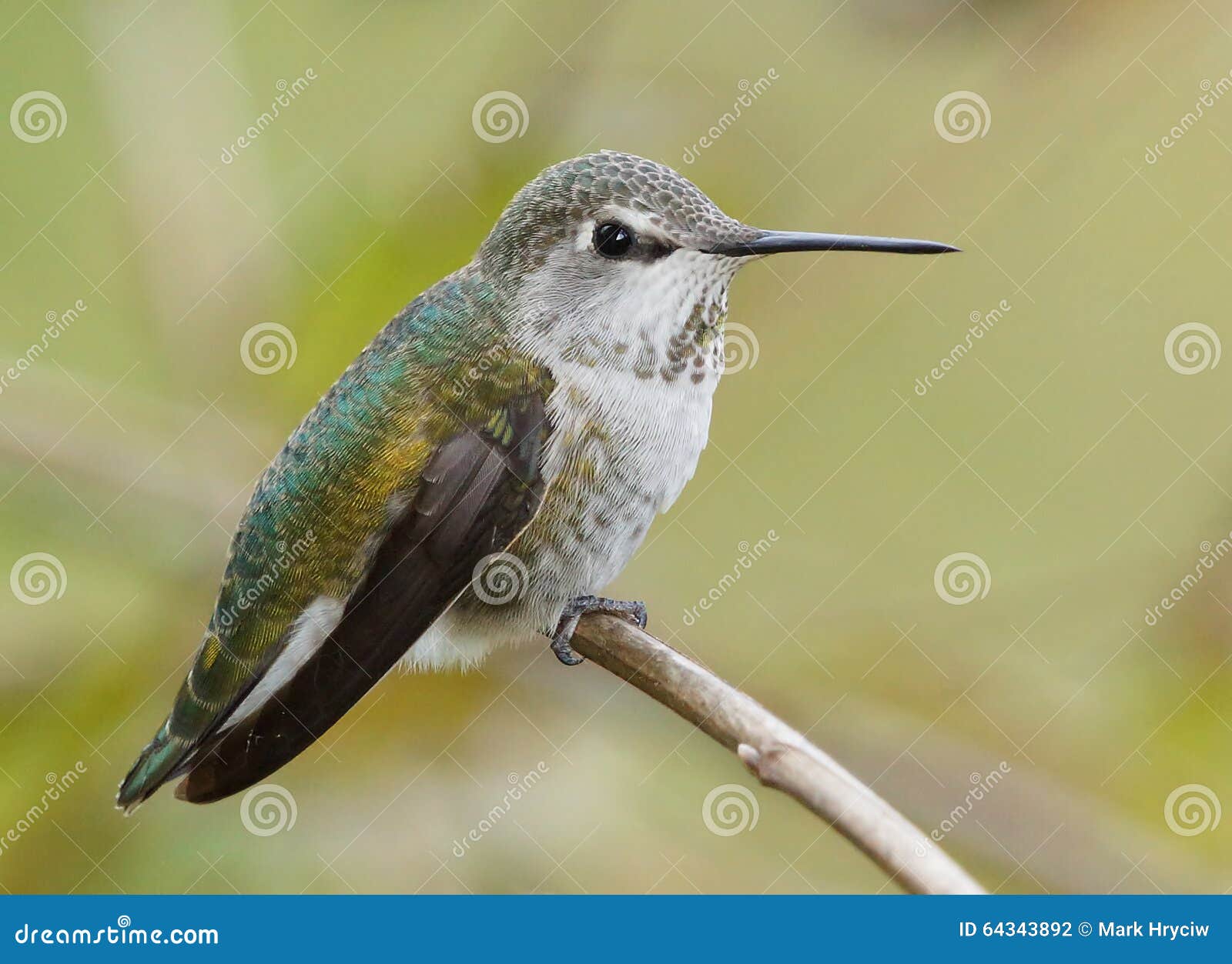 Female Anna s Hummingbird stock photo. Image of yellow - 64343892