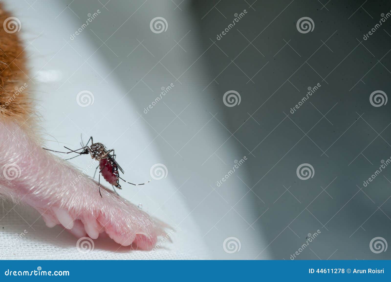 Female Anopheles Mosquito Sucking Blood from Mouse Stock Photo - Image ...