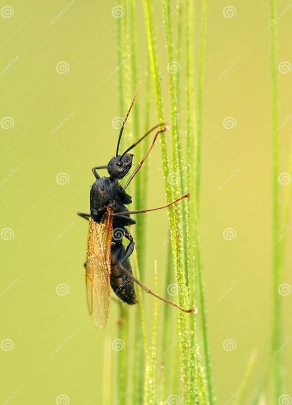 Female ant stock photo. Image of soon, life, born, reality - 5480364