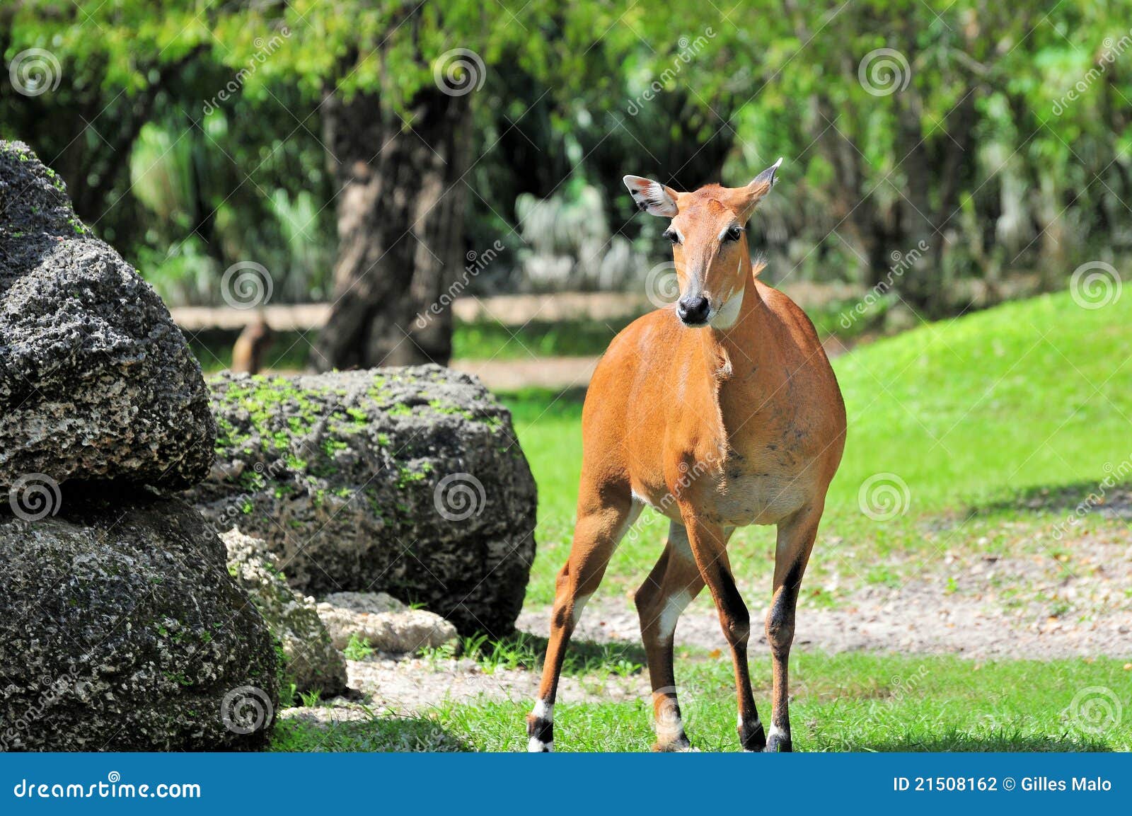 Female Antelope stock photo. Image of gazelle, mammal - 21508162