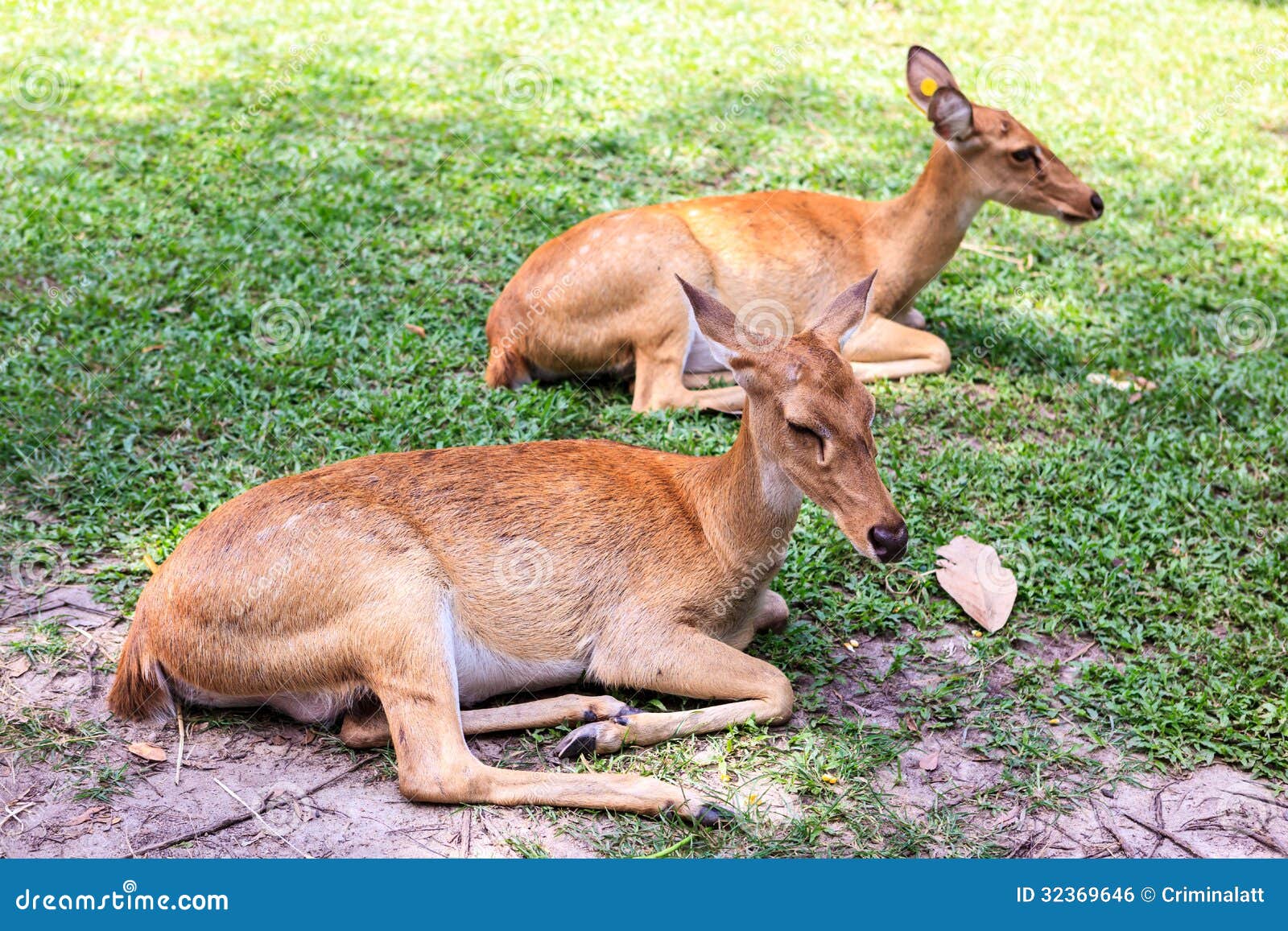 Female antelope on ground stock photo. Image of park - 32369646