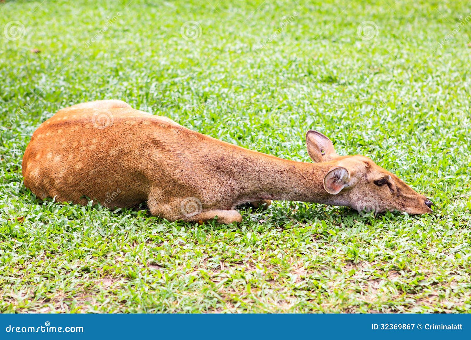 Female antelope on ground stock image. Image of field - 32369867