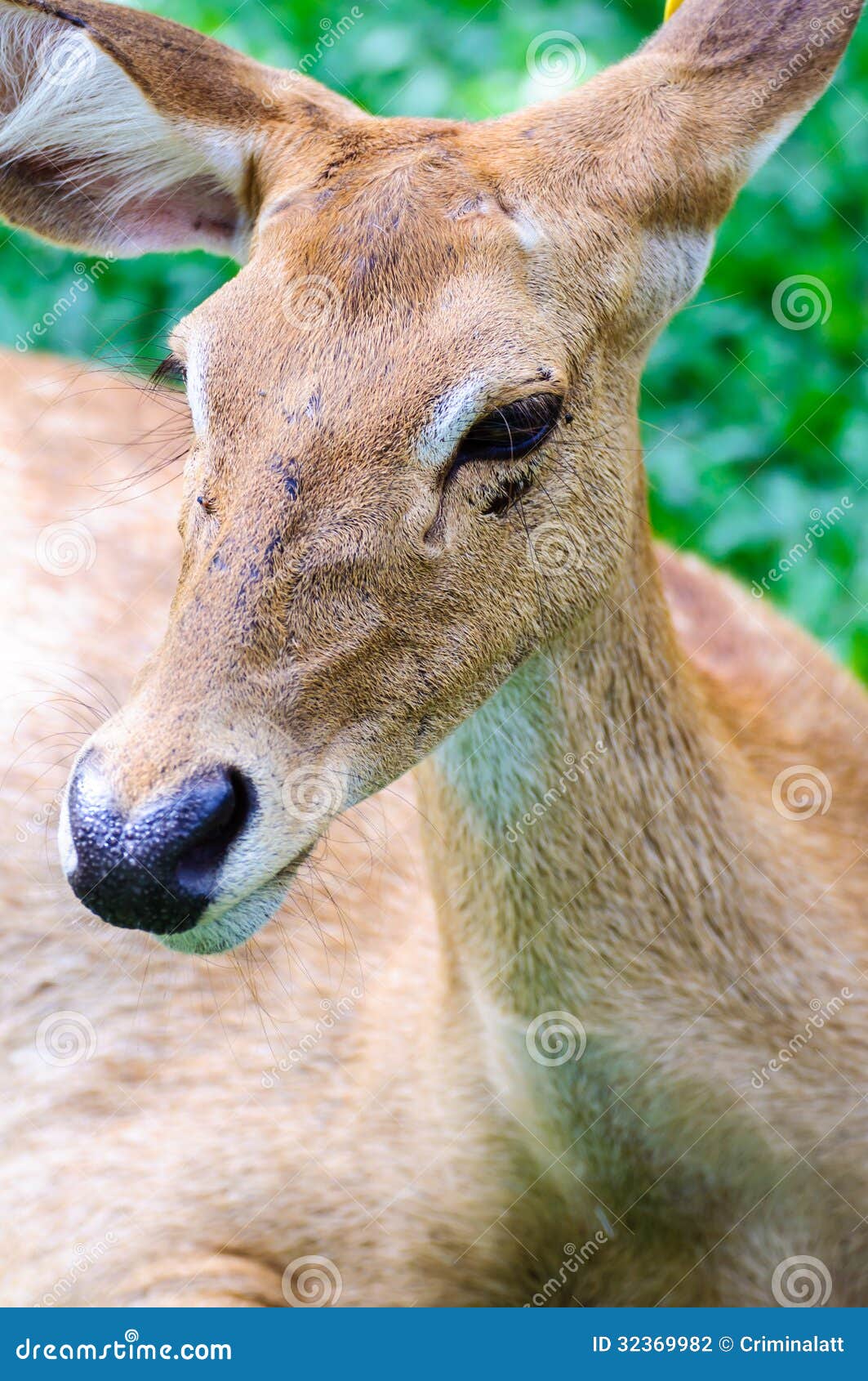 Female antelope on ground stock photo. Image of grass - 32369982