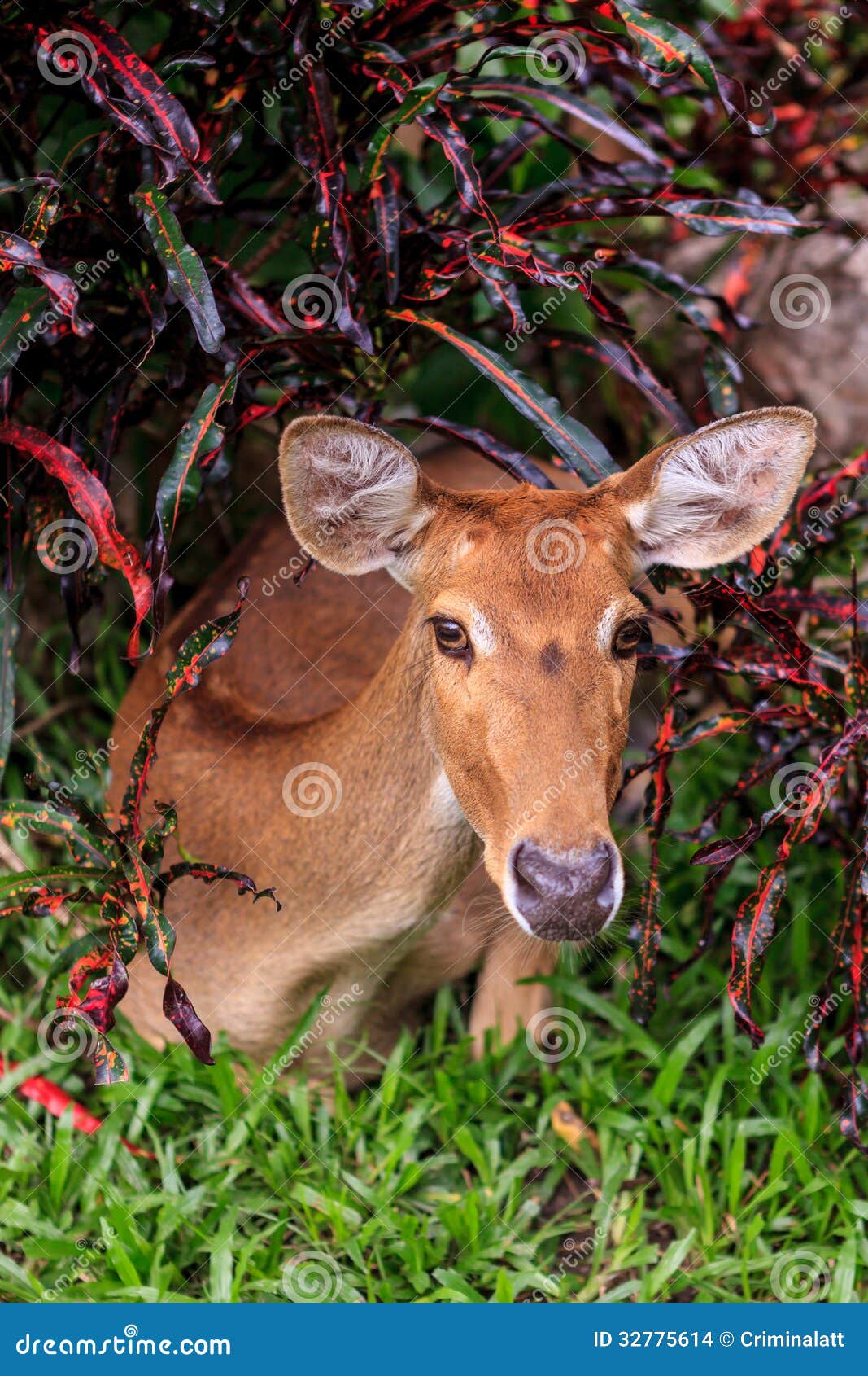 Female Antelope on Ground in Park Stock Photo - Image of ground ...