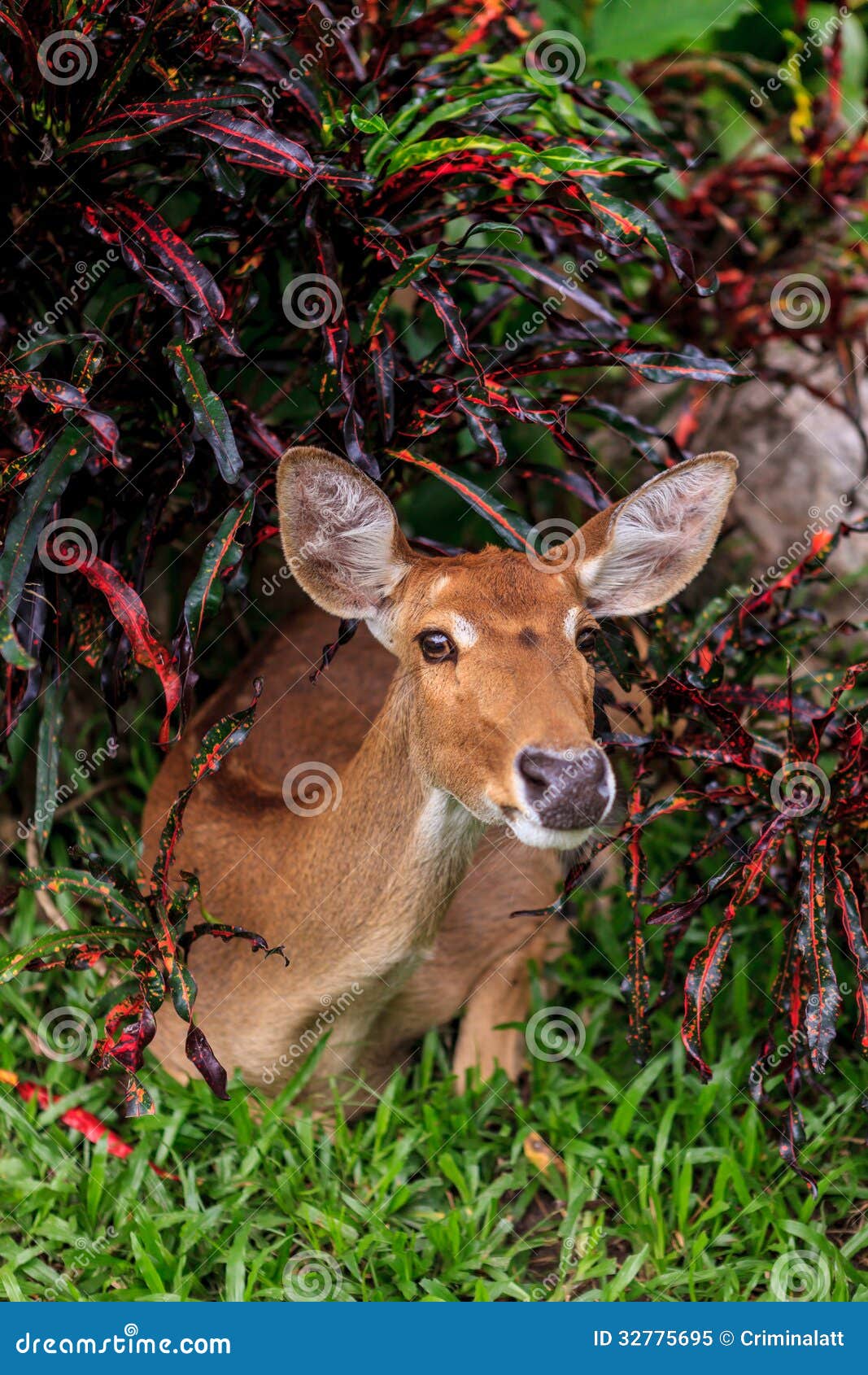 Female Antelope on Ground in Park Stock Image - Image of natural ...