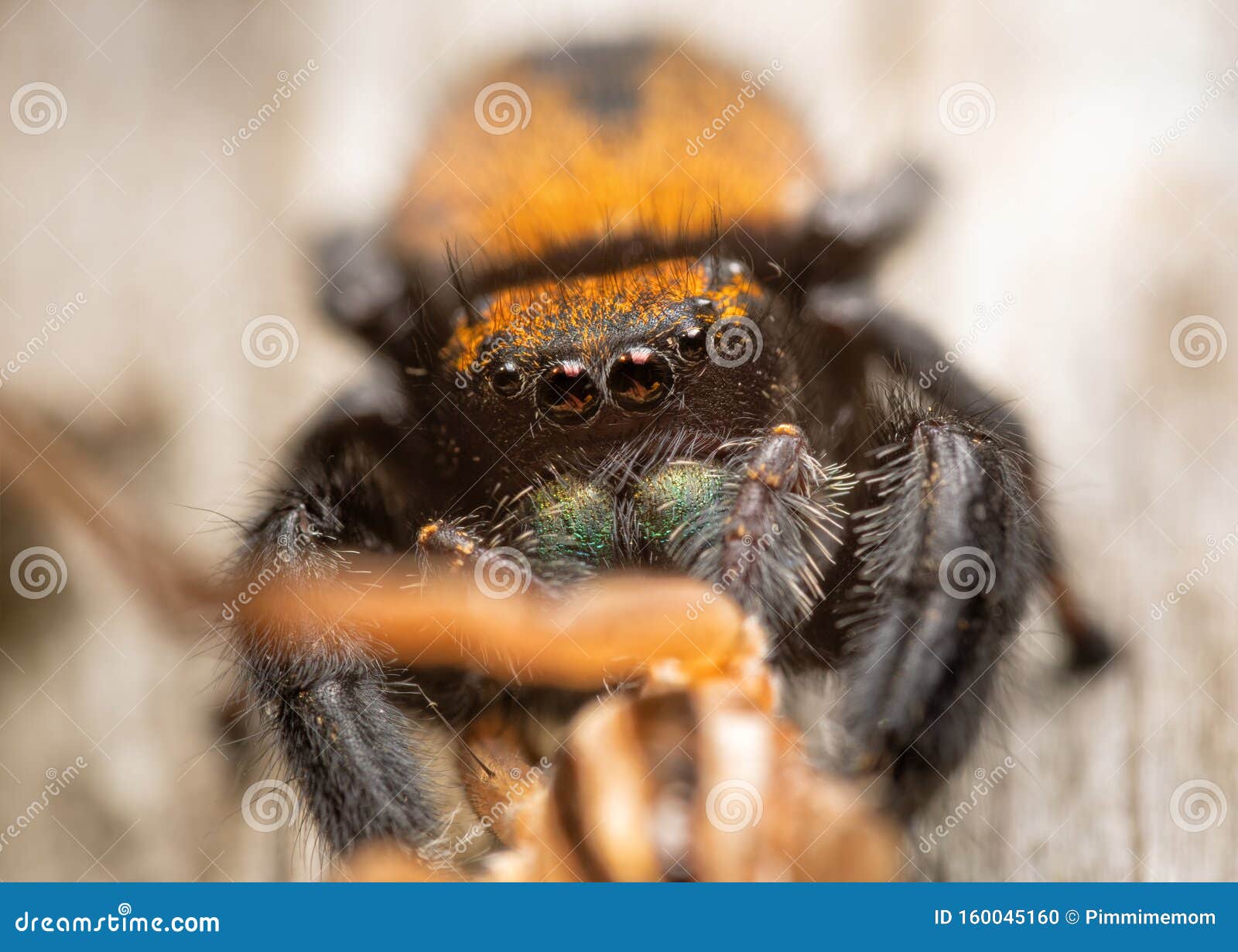 Female Apache Jumping Spider Devouring a Wolf Spider Stock Photo ...