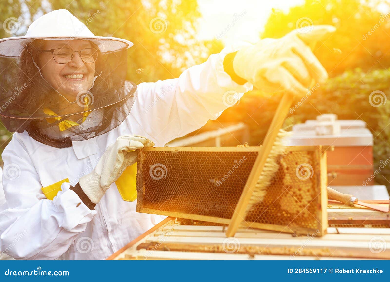 Female Apiarist Brushing Off Bees from Hive Frame with Broom Stock ...
