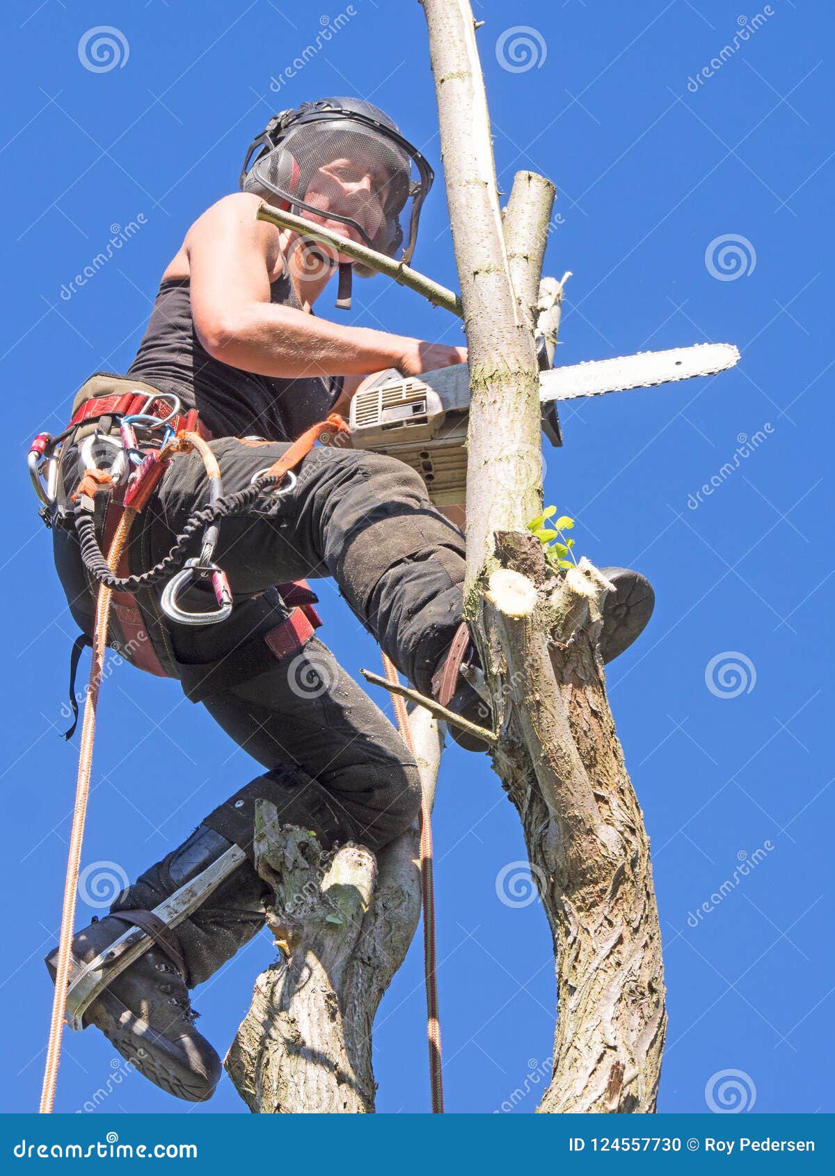 Working in the tree top stock photo. Image of occupation - 124557730