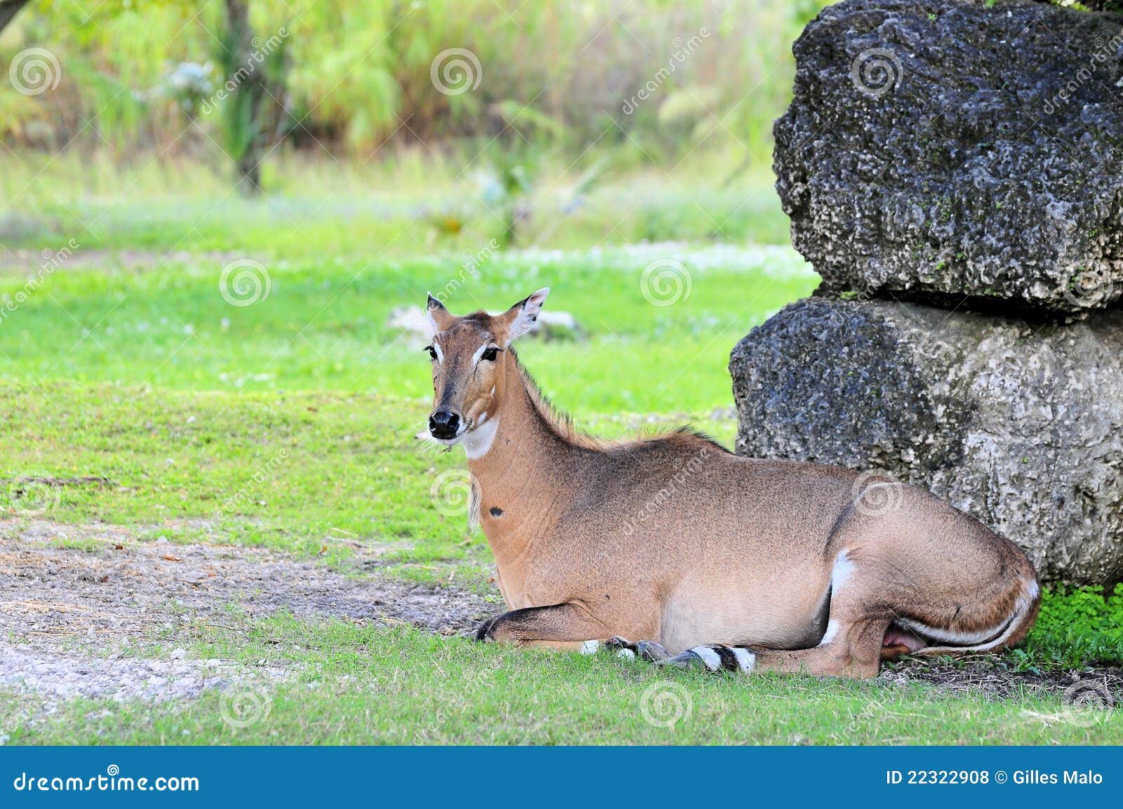 Female Asian Antelope stock photo. Image of gazelles - 22322908