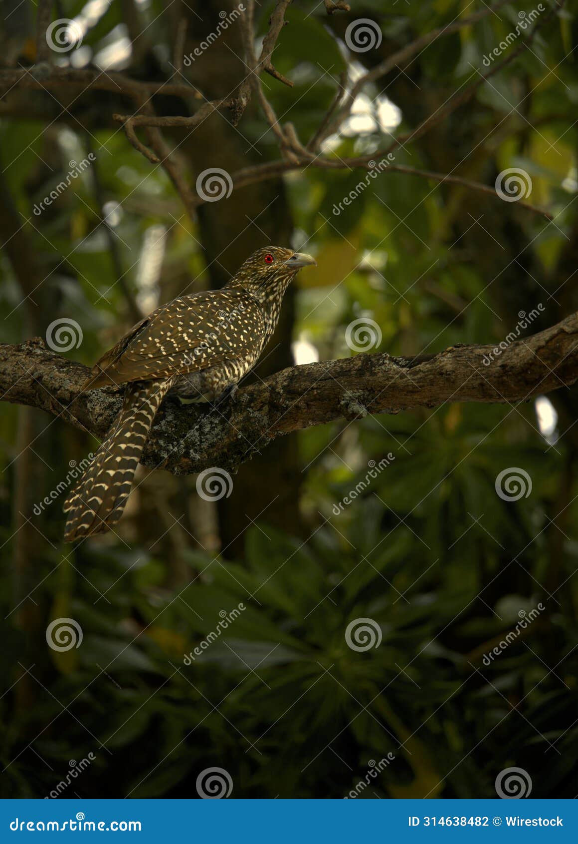 Female Asian Koel Perched on a Tree Branch Stock Photo - Image of beak ...