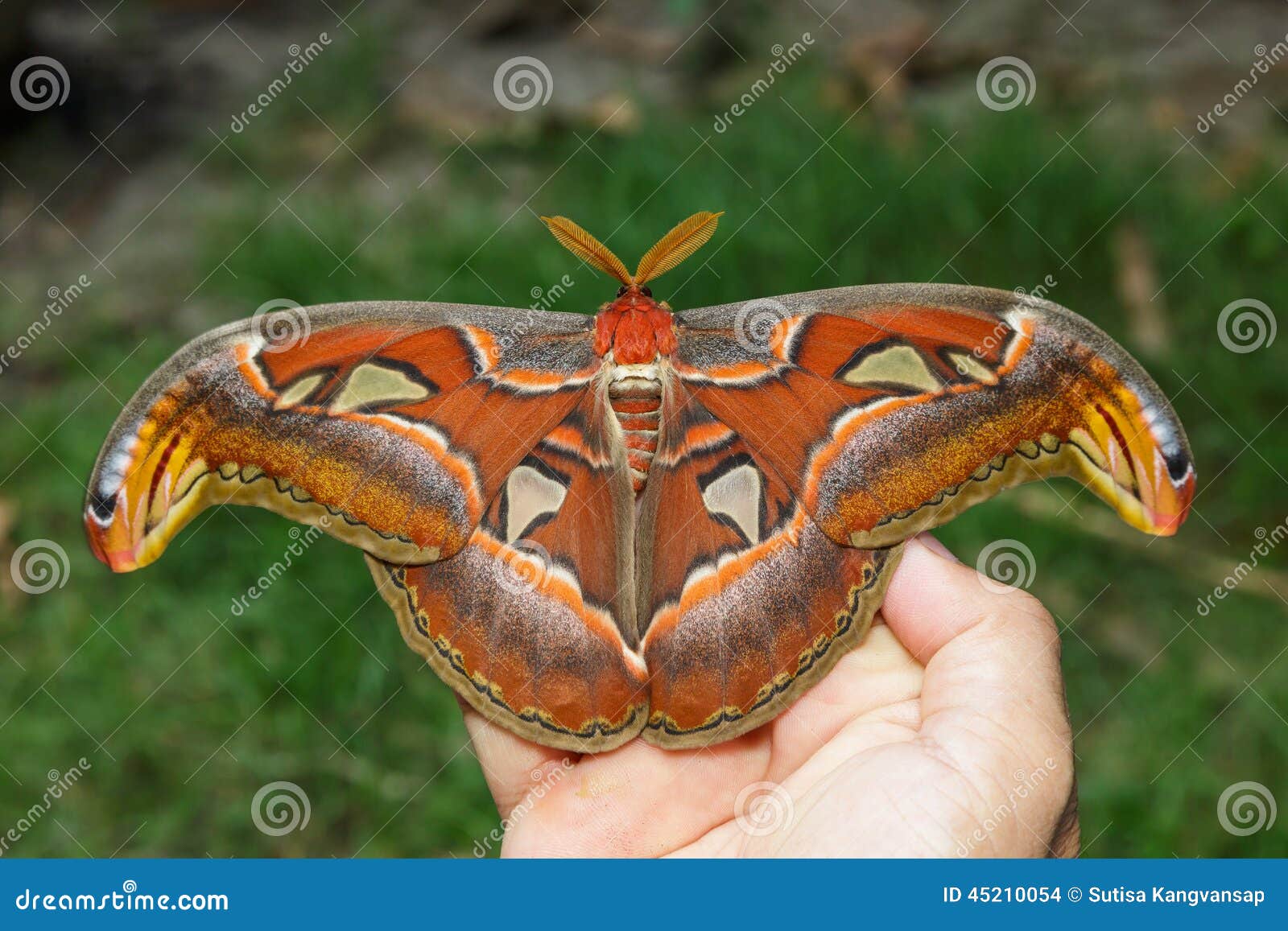 Female Attacus Atlas Moth Royalty-Free Stock Photography ...