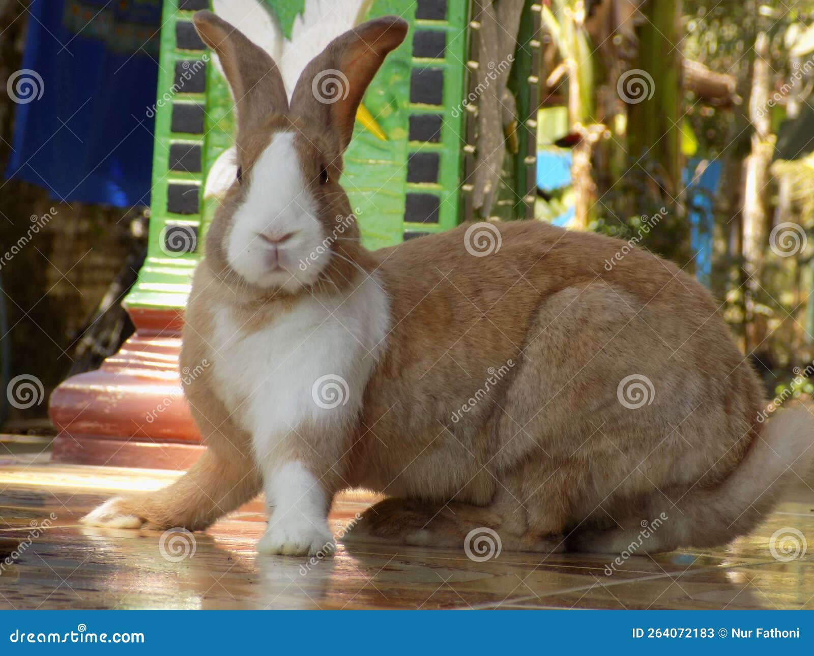 Female Australian Rabbit Alone Stock Image - Image of alone, rabbit ...