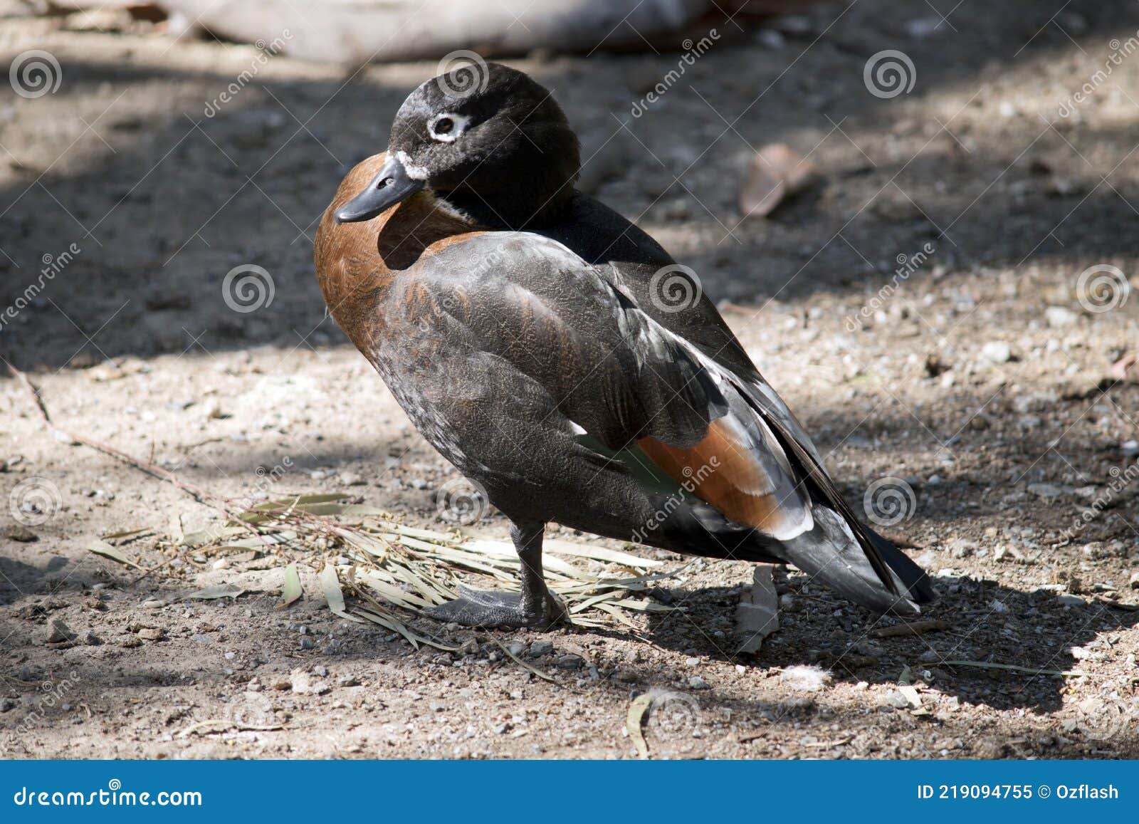 This is a Female Australian Shelduck Stock Image - Image of feathers ...