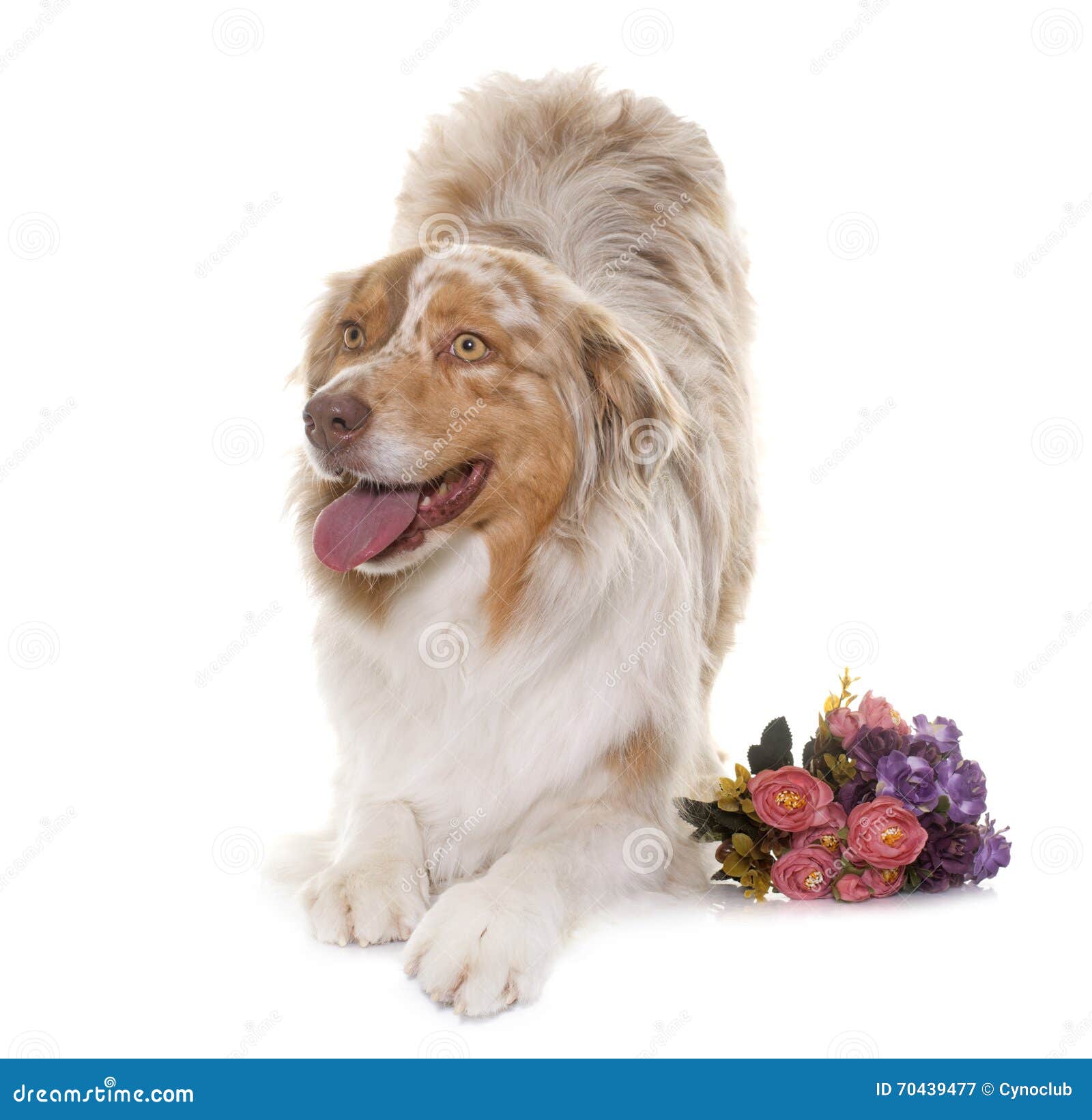 Female australian shepherd stock image. Image of blue - 70439477