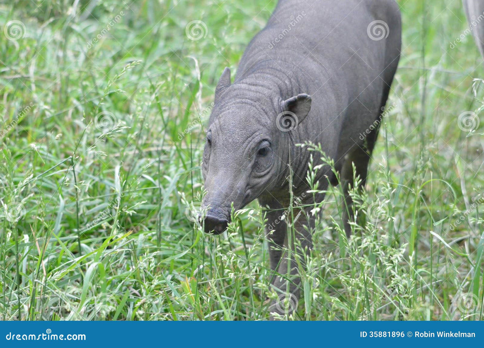 Female babirusa stock photo. Image of babirusa, wait - 35881896