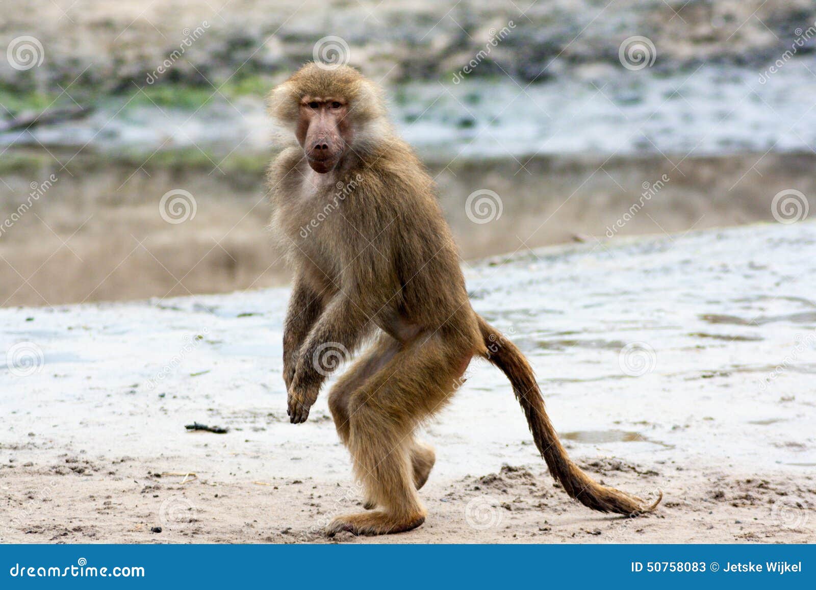 Female baboon posing stock image. Image of herbivore - 50758083