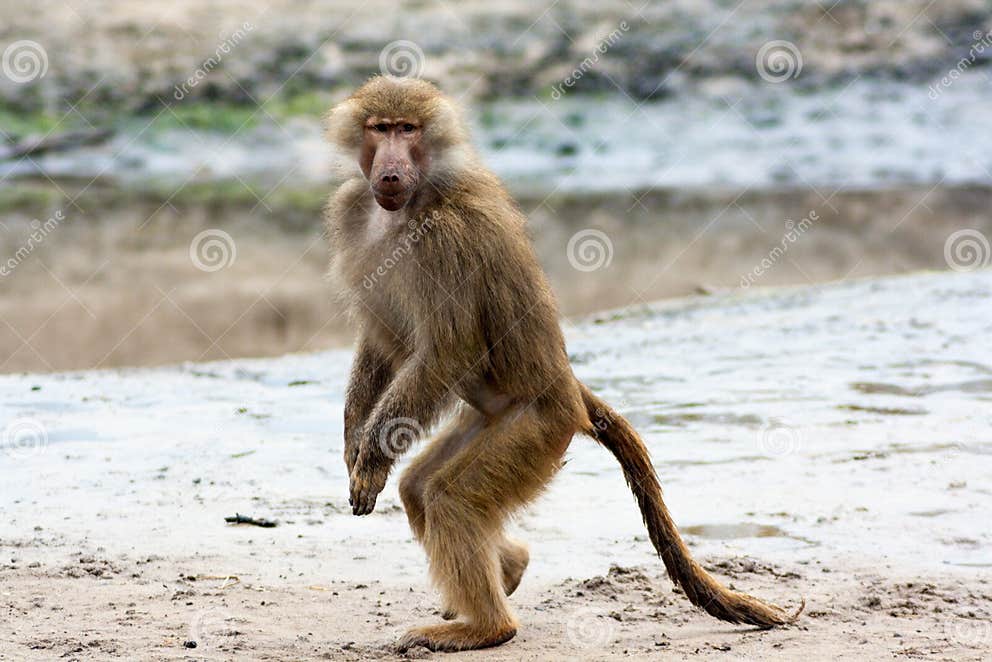 Female baboon posing stock image. Image of herbivore - 50758083