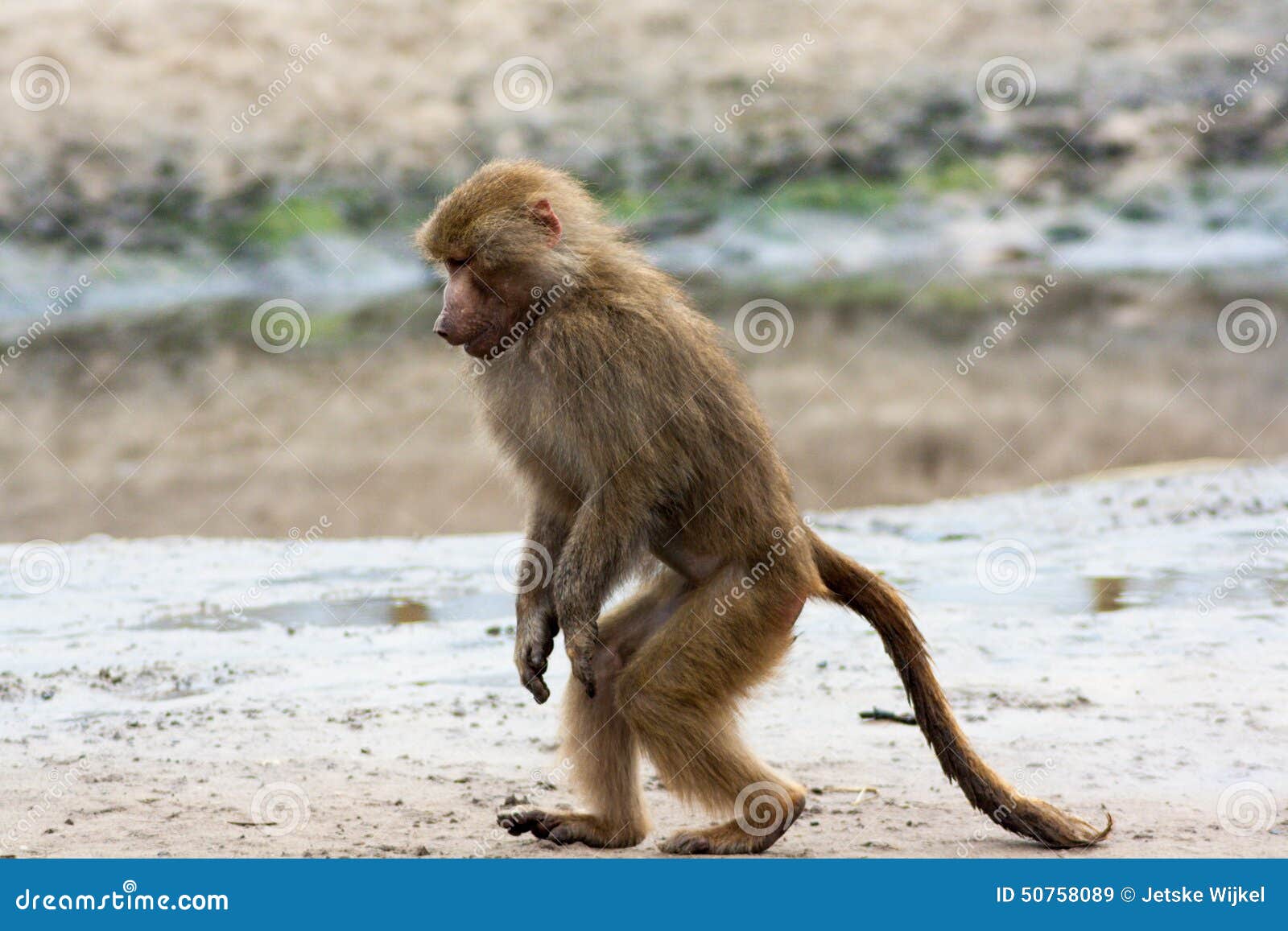 Female baboon posing stock image. Image of wildlife, spring - 50758089