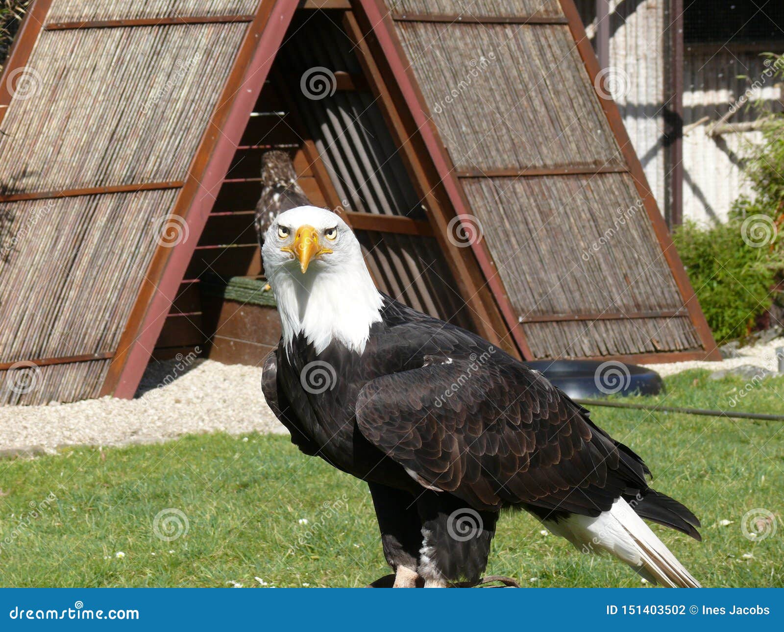 Bald eagle stock photo. Image of front, bird, freedom - 151403502