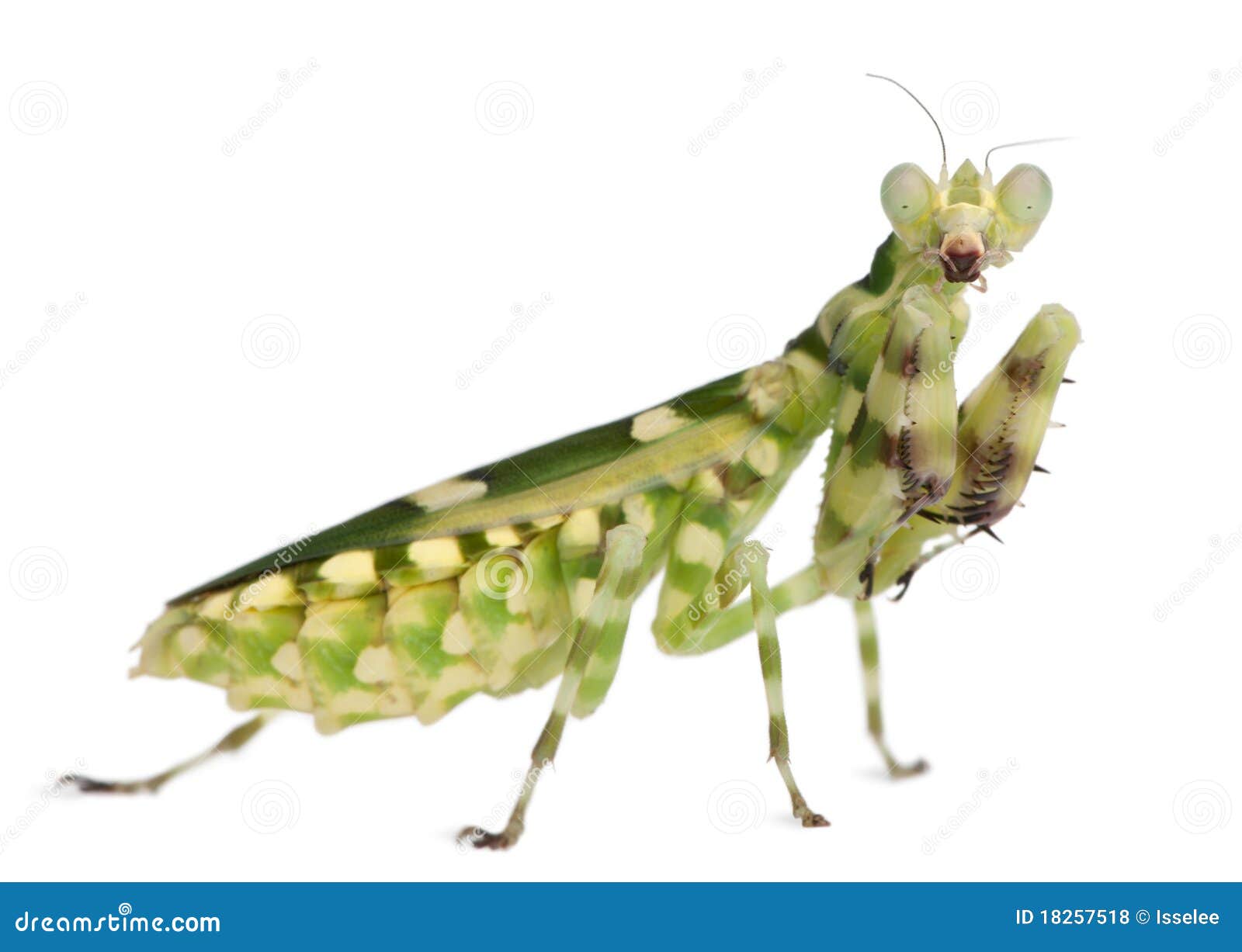 Female Banded Flower Mantis or Asian Boxer Stock Photo - Image of ...