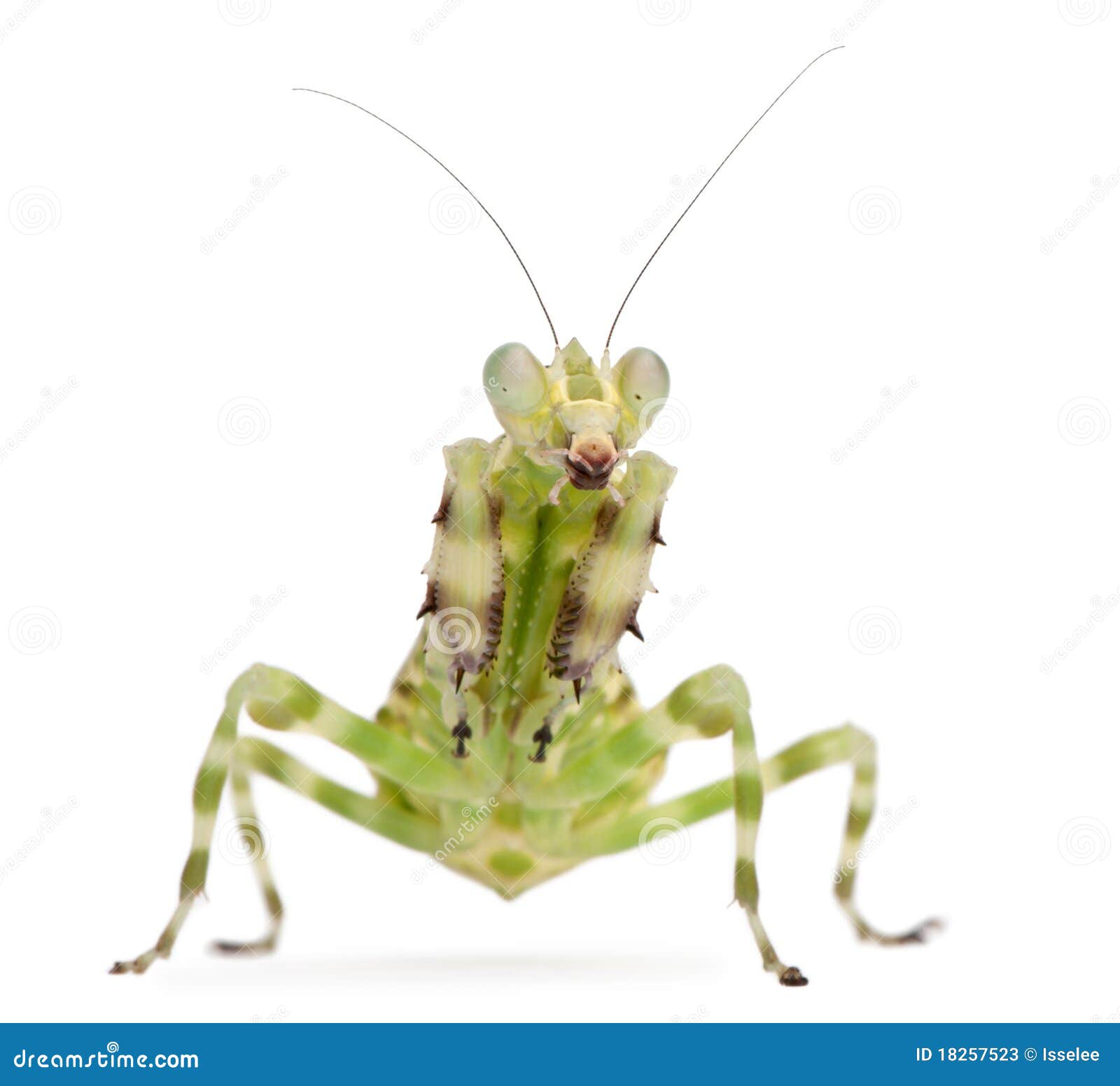 Female Banded Flower Mantis or Asian Boxer Stock Image - Image of boxer ...