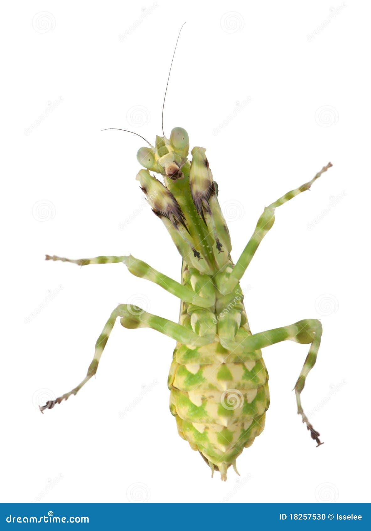 Female Banded Flower Mantis or Asian Boxer Stock Photo - Image of shot ...