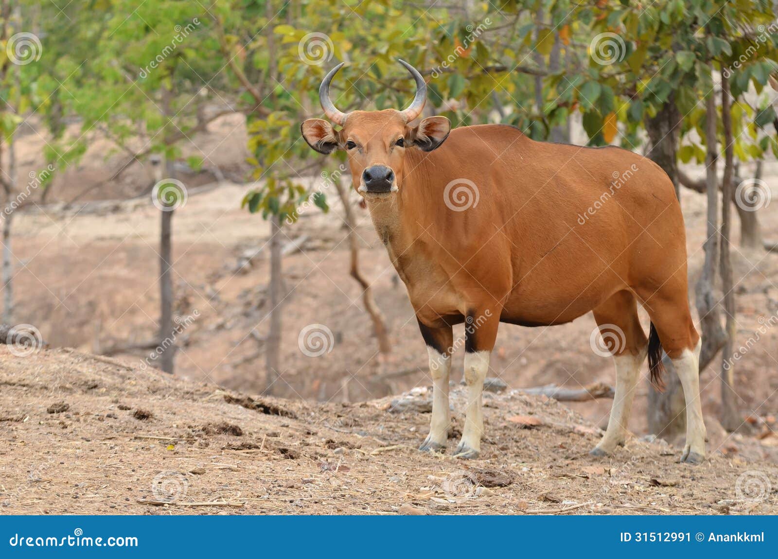Banteng Royalty-Free Stock Photography | CartoonDealer.com #39645587