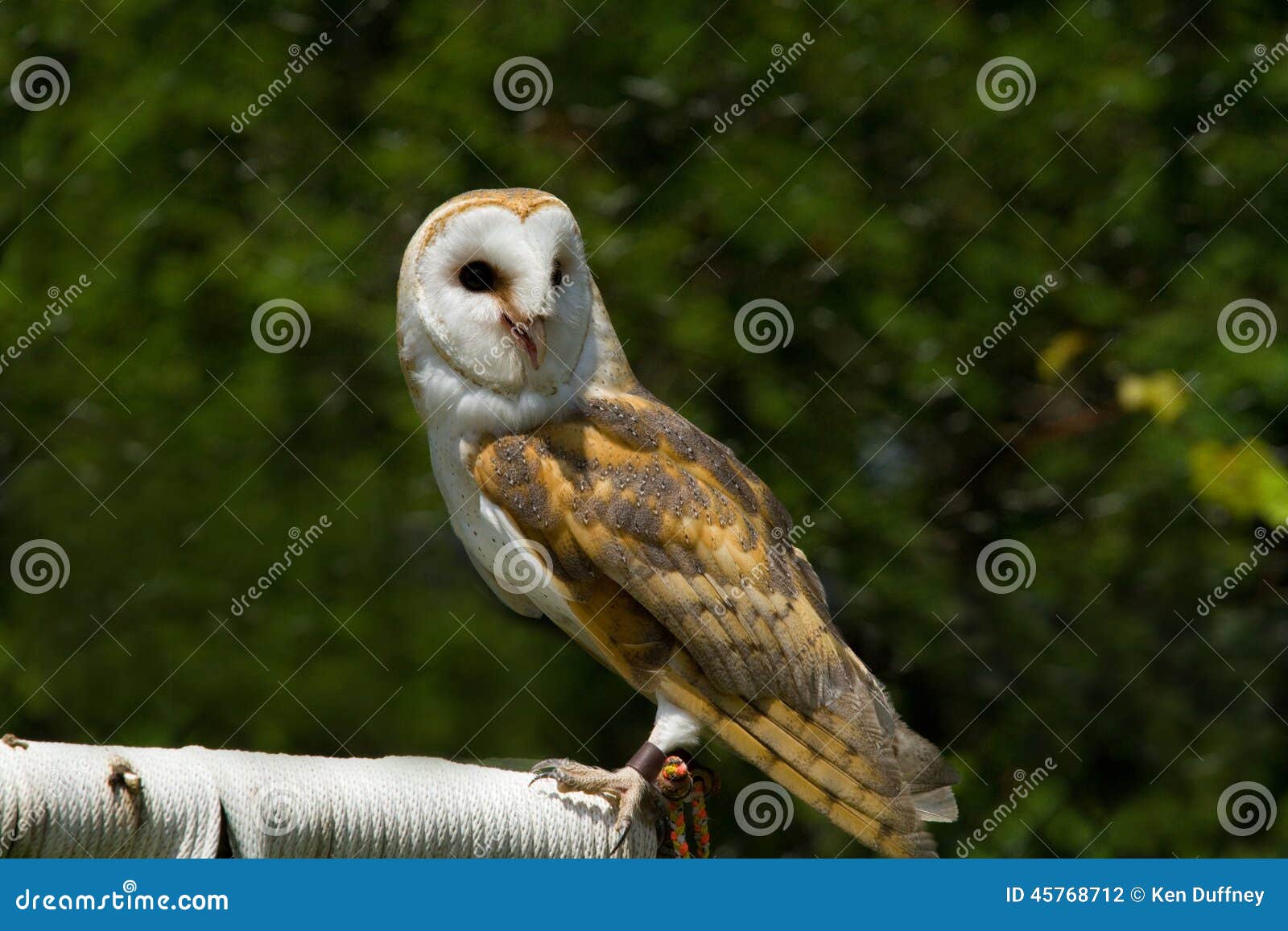 Female barn owl stock photo. Image of north, bird, nature - 45768712