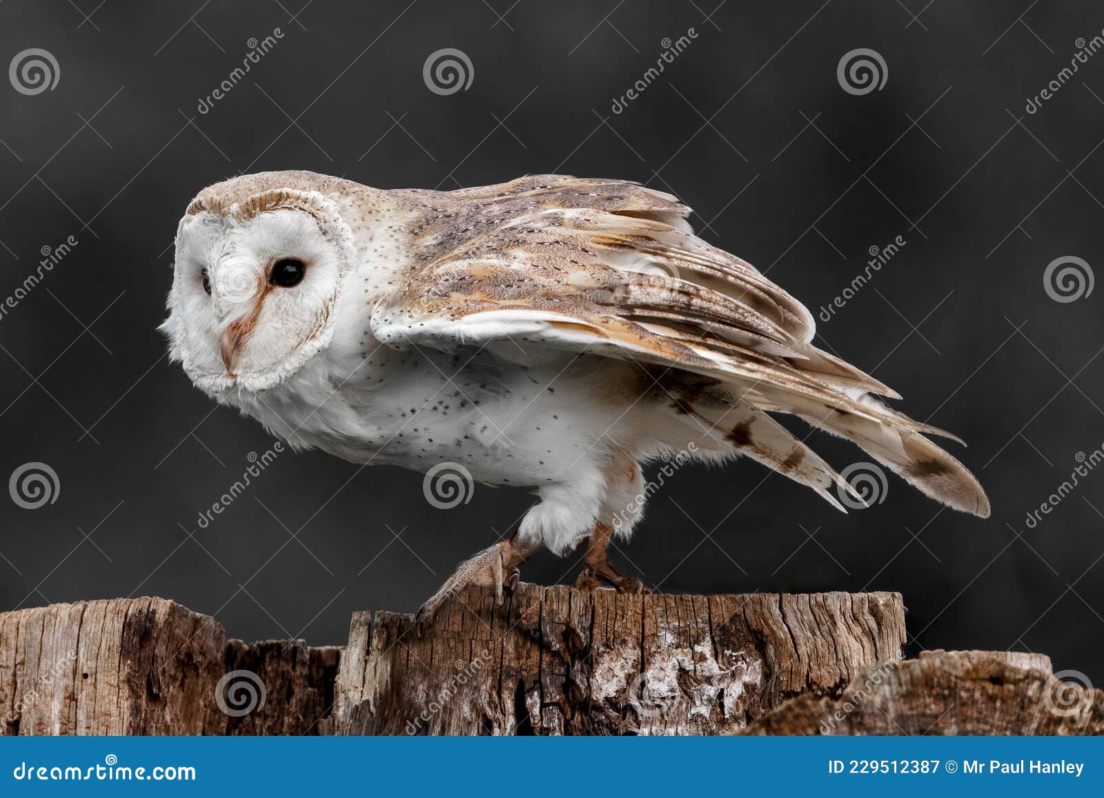 A Female Barn Owl Perched on a Tree Stump Stock Image - Image of ...