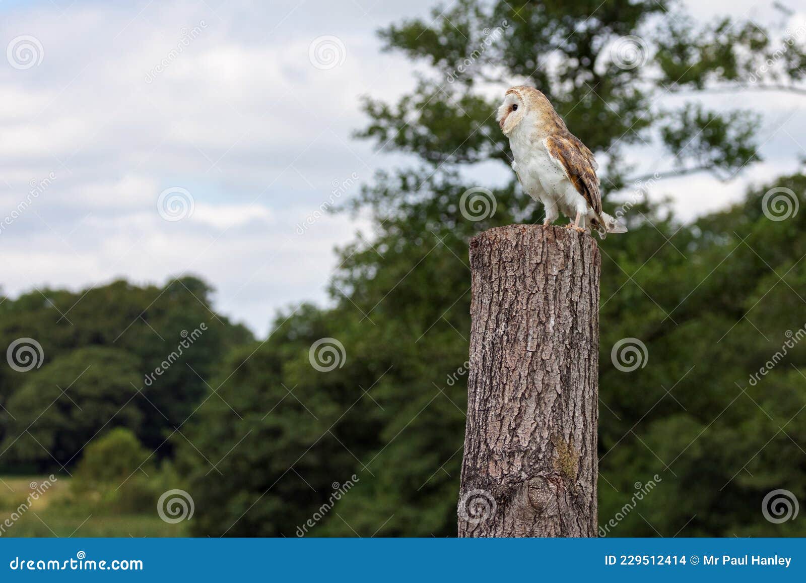 A Female Barn Owl Perched on a Tree Stump Stock Photo - Image of wing ...