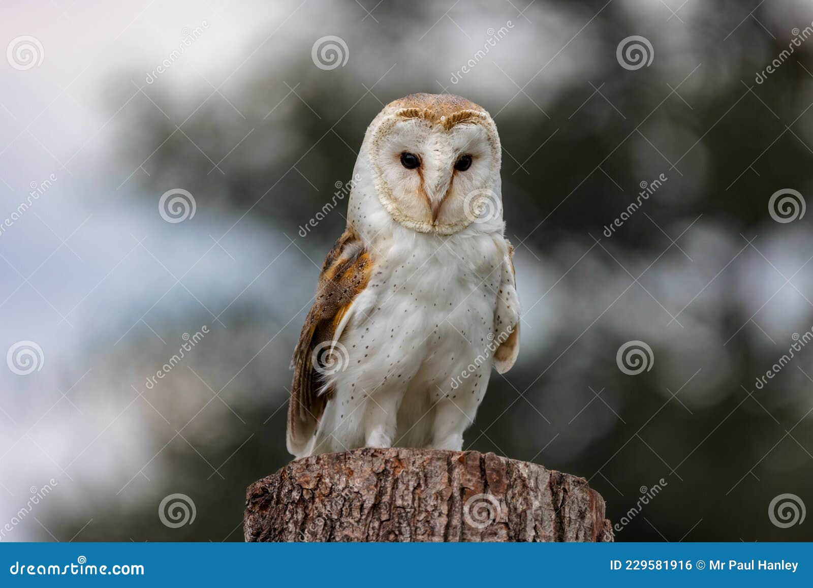 A Female Barn Owl Perched on a Tree Stump Stock Photo - Image of avian ...