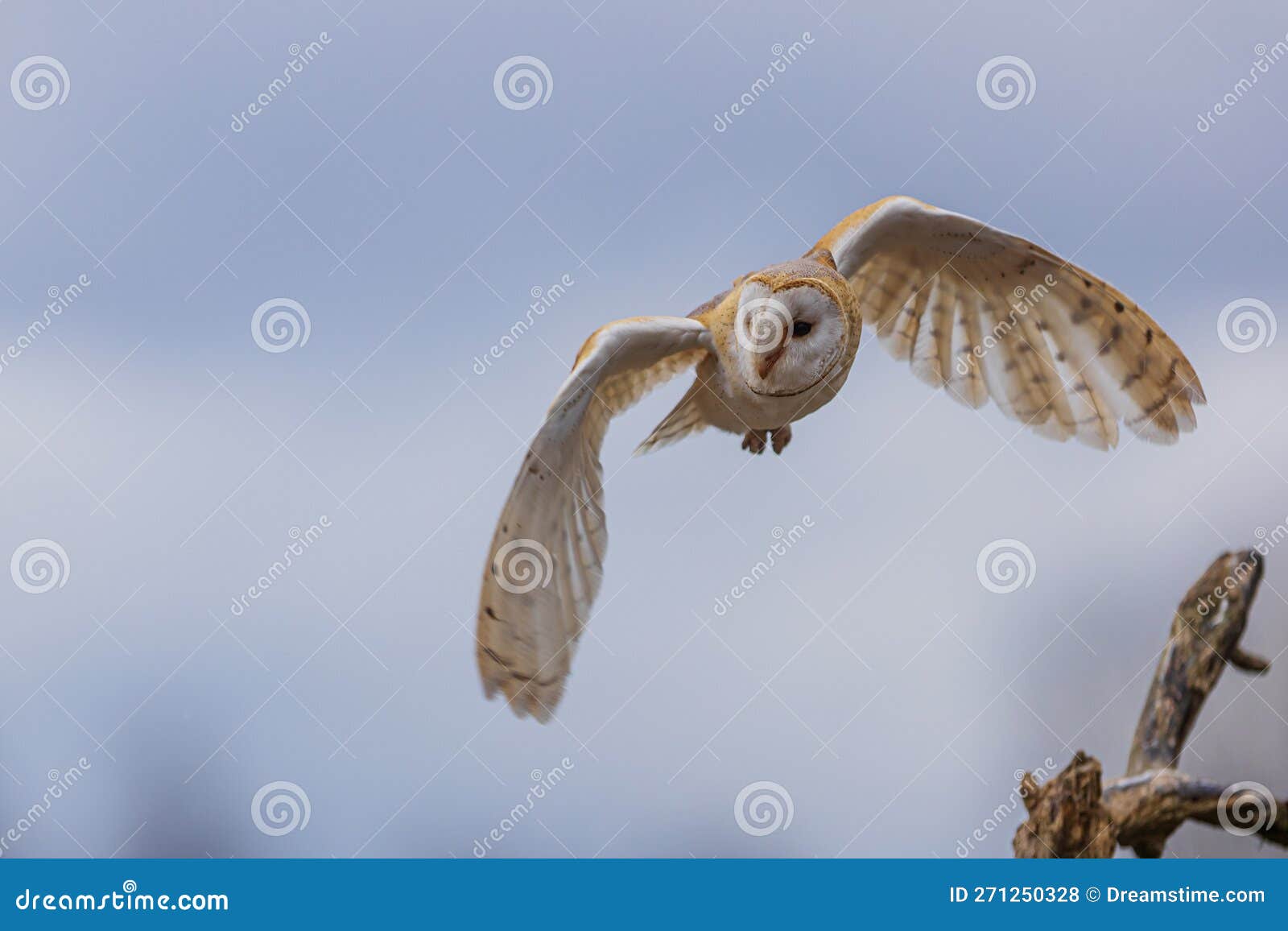 Female Barn Owl (Tyto Alba) in the Sky in the Wind Stock Photo - Image ...