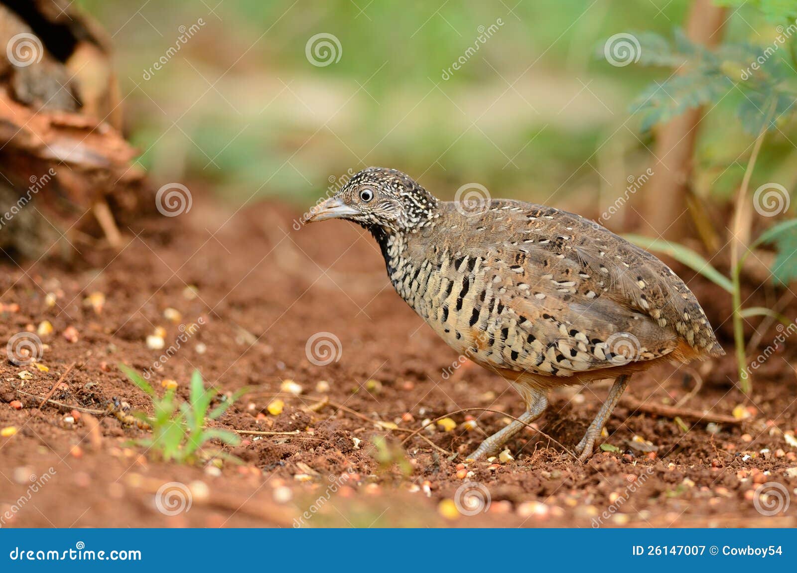 Female barred buttonquail stock image. Image of multicolour - 26147007