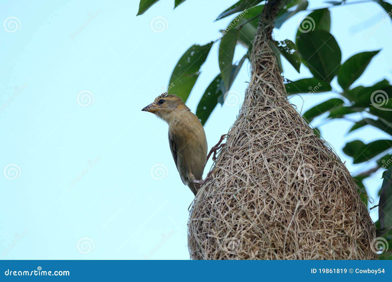 Female baya weaver stock image. Image of colour, tropical - 19861819