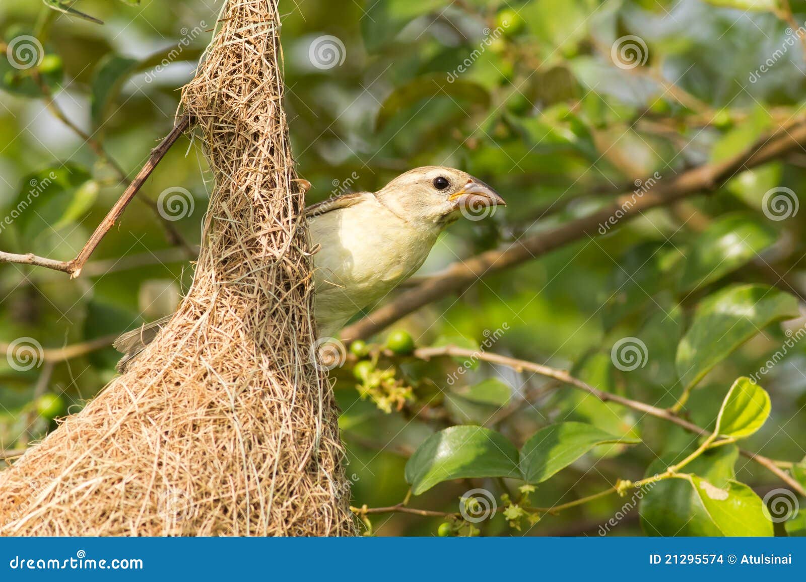 Female Baya Weaver Bird stock photo. Image of avian, beak - 21295574